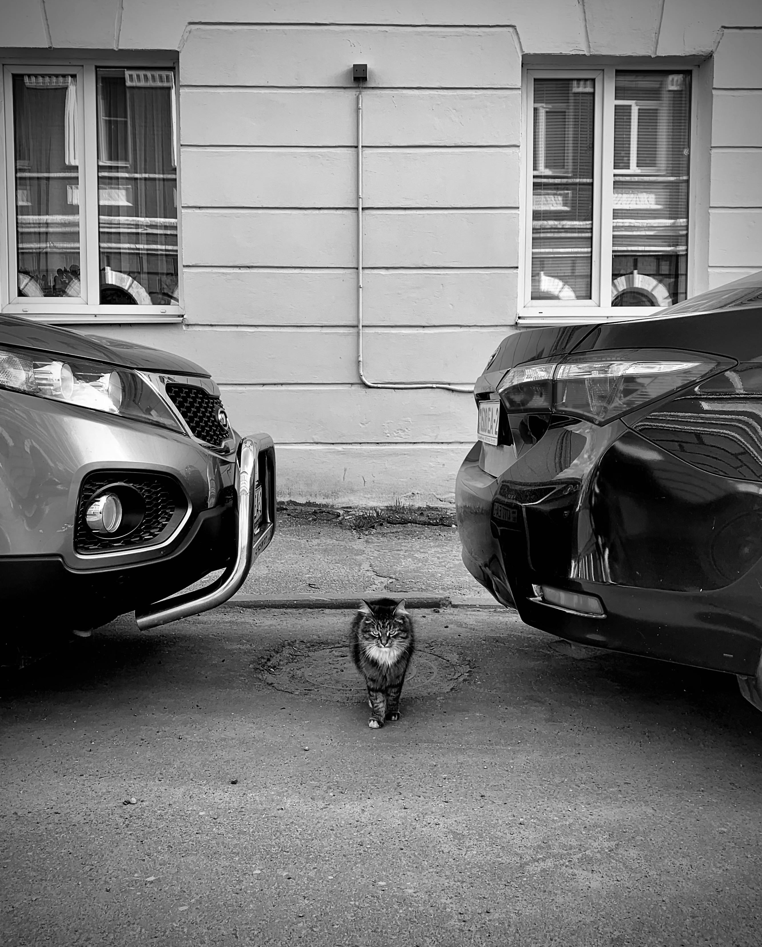 Cat between Cars · Free Stock Photo
