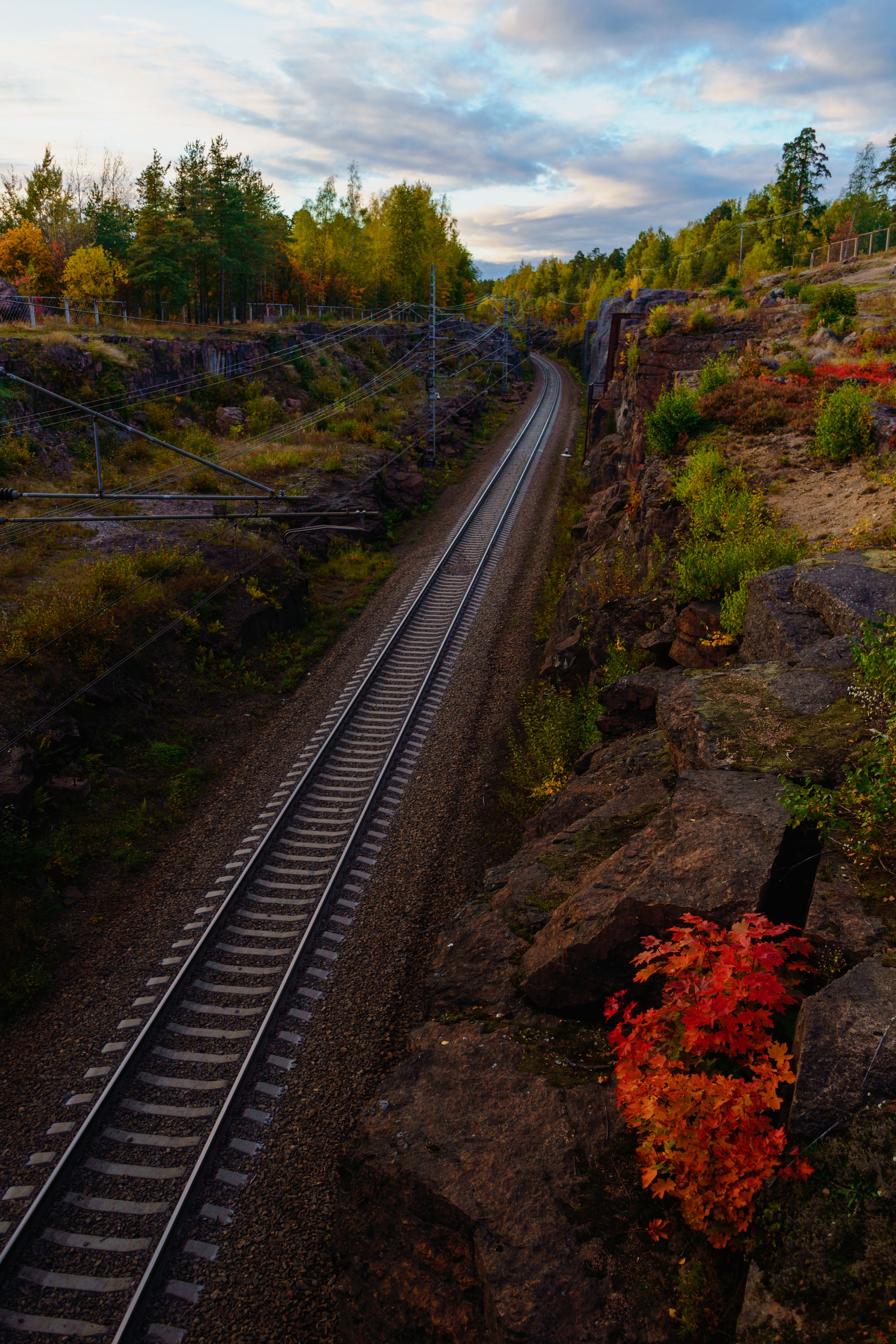 Tracks in the Forest in Fall · Free Stock Photo
