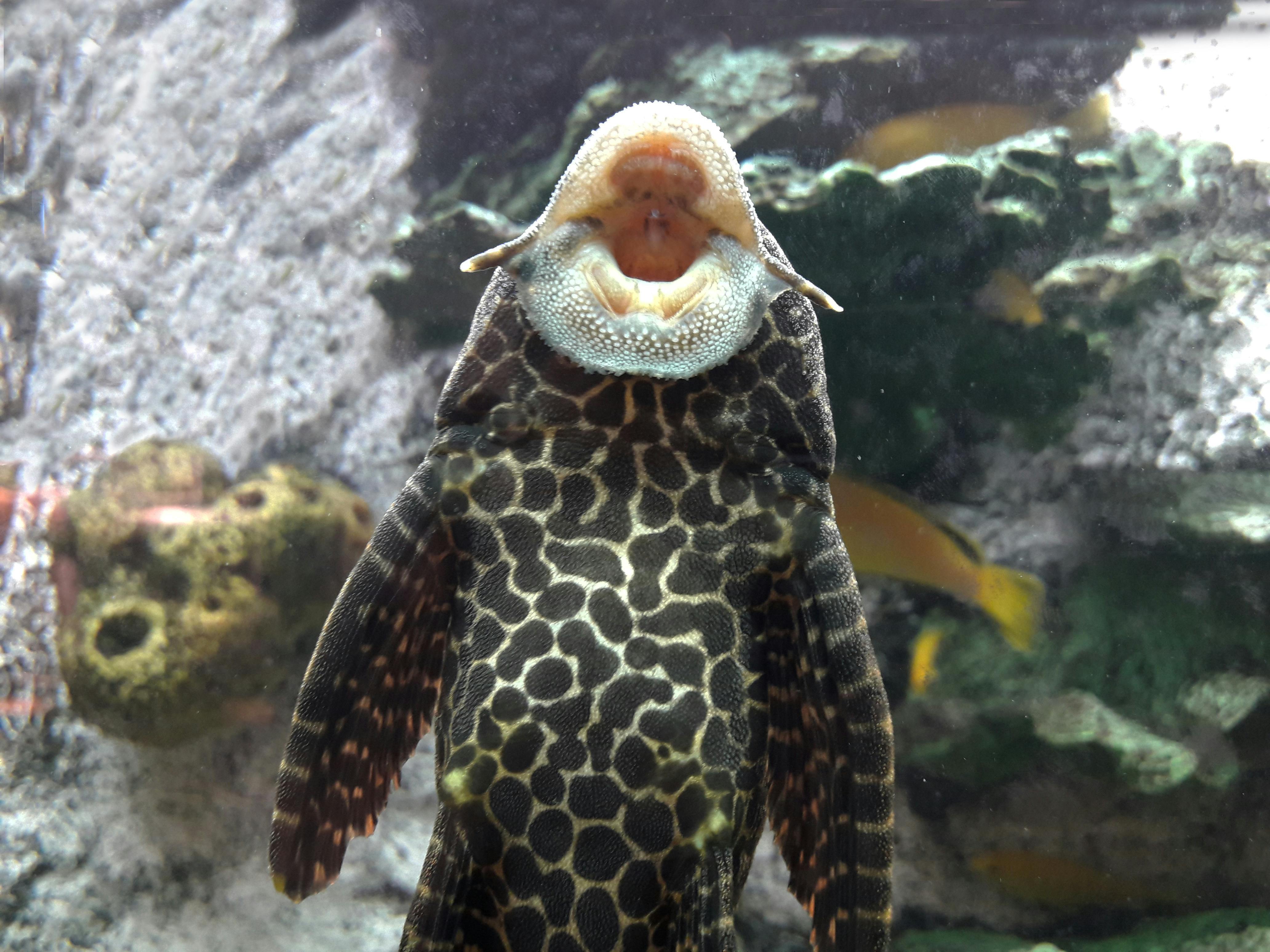 Free stock photo of cleaning, fish, fish tank - Stock Image - Everypixel