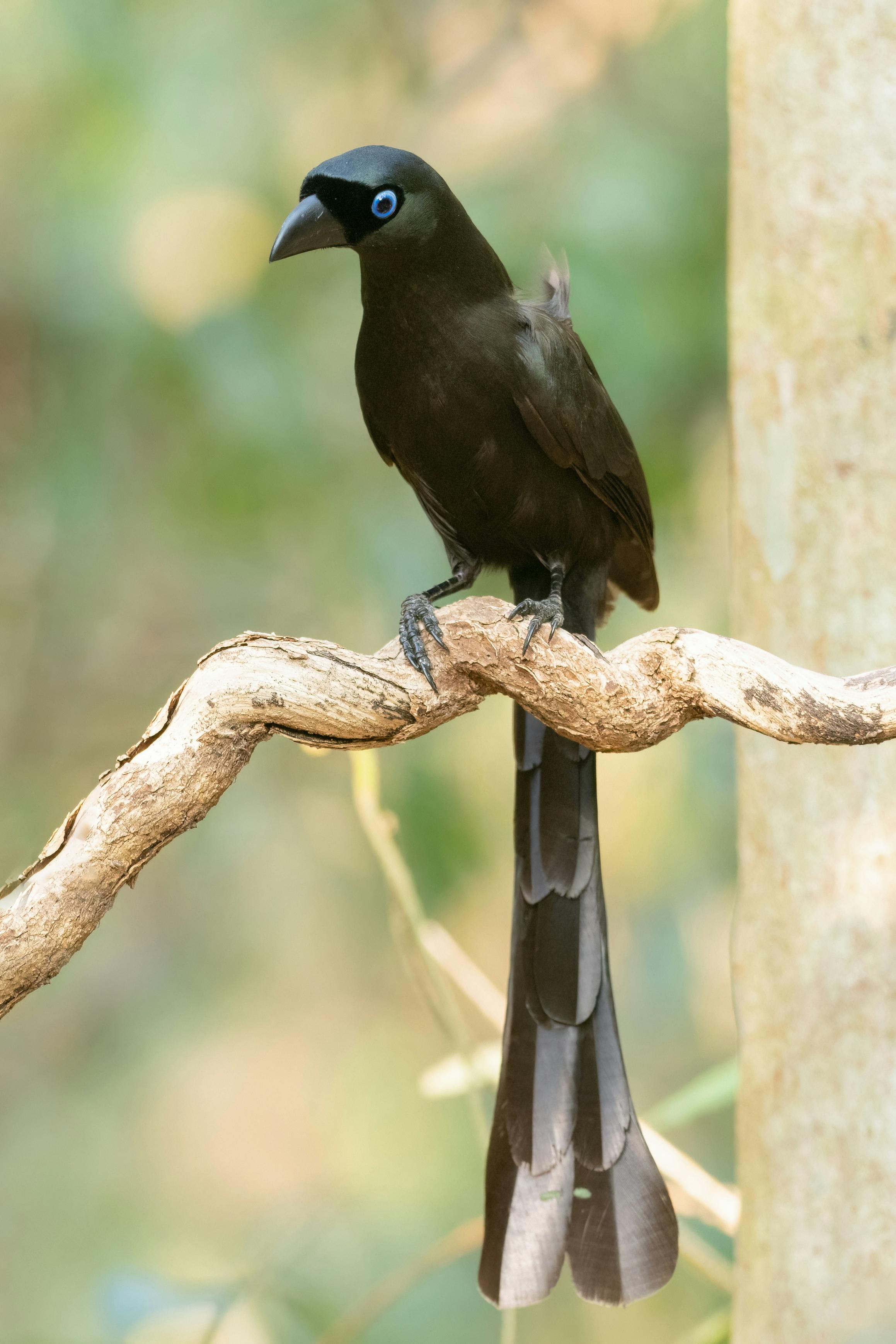 Black Bird on Branch · Free Stock Photo