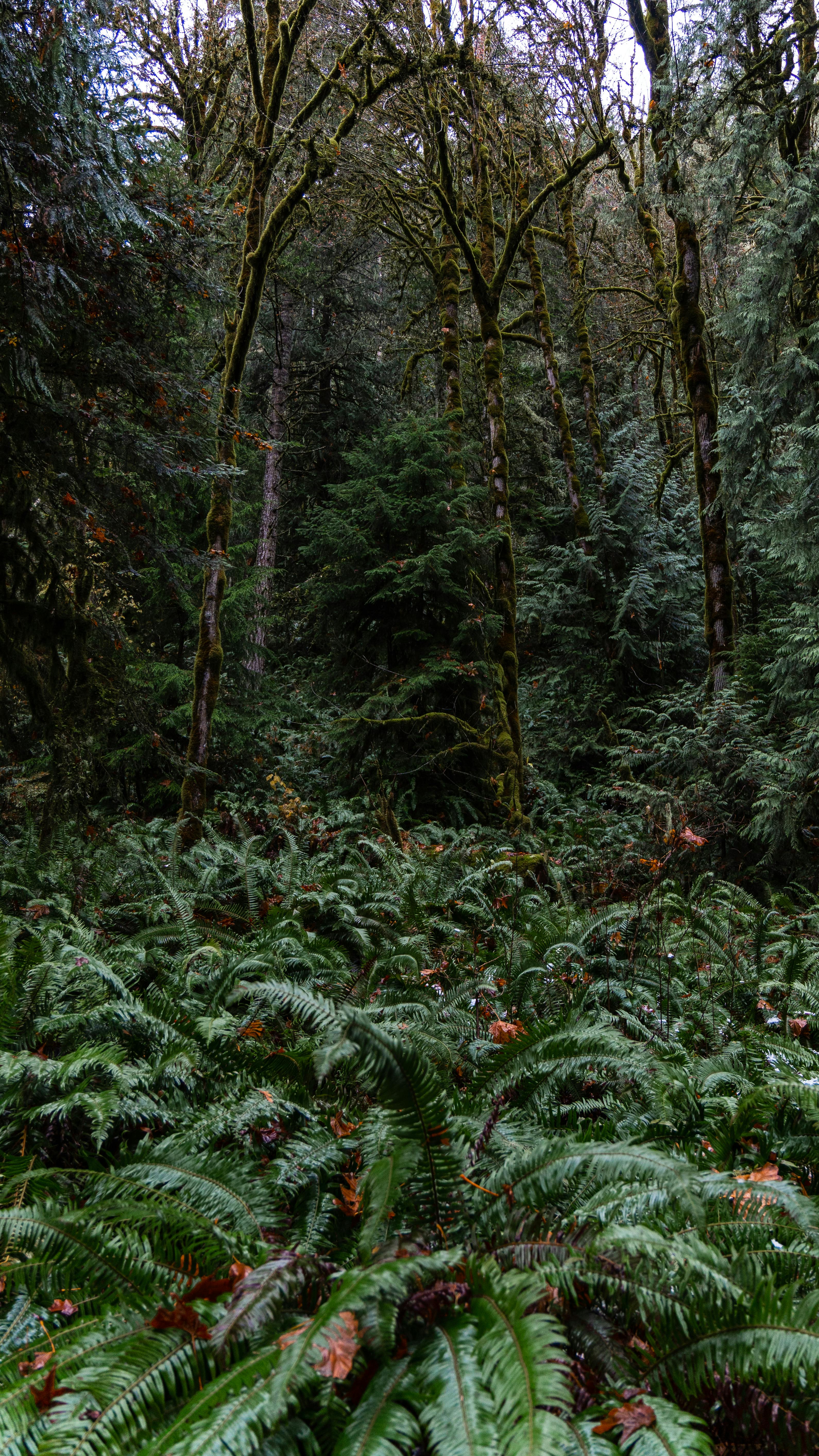 Wet Forest at Rainy Day · Free Stock Photo