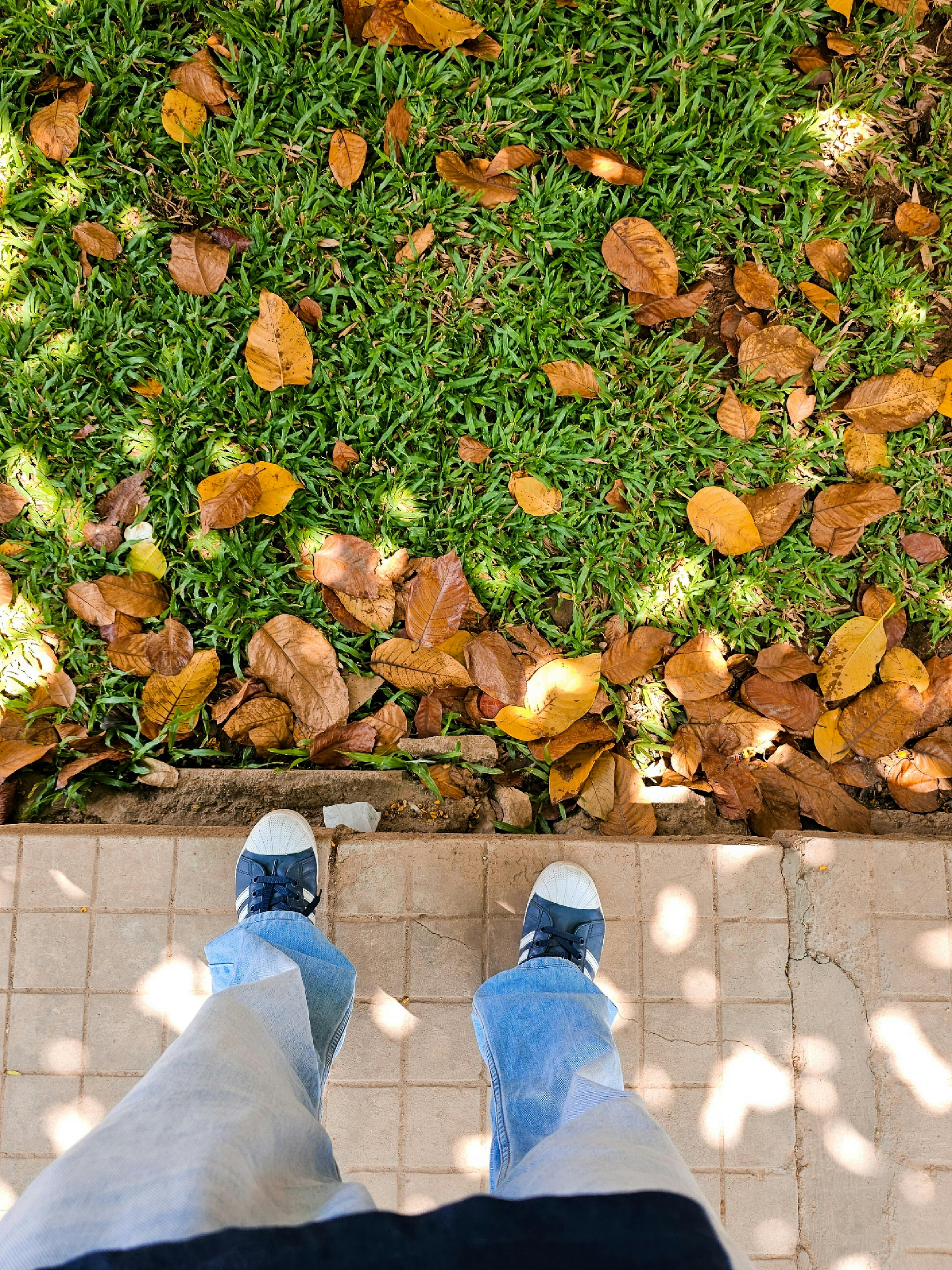 Person Standing on the Ground with Brown Leaves · Free Stock Photo