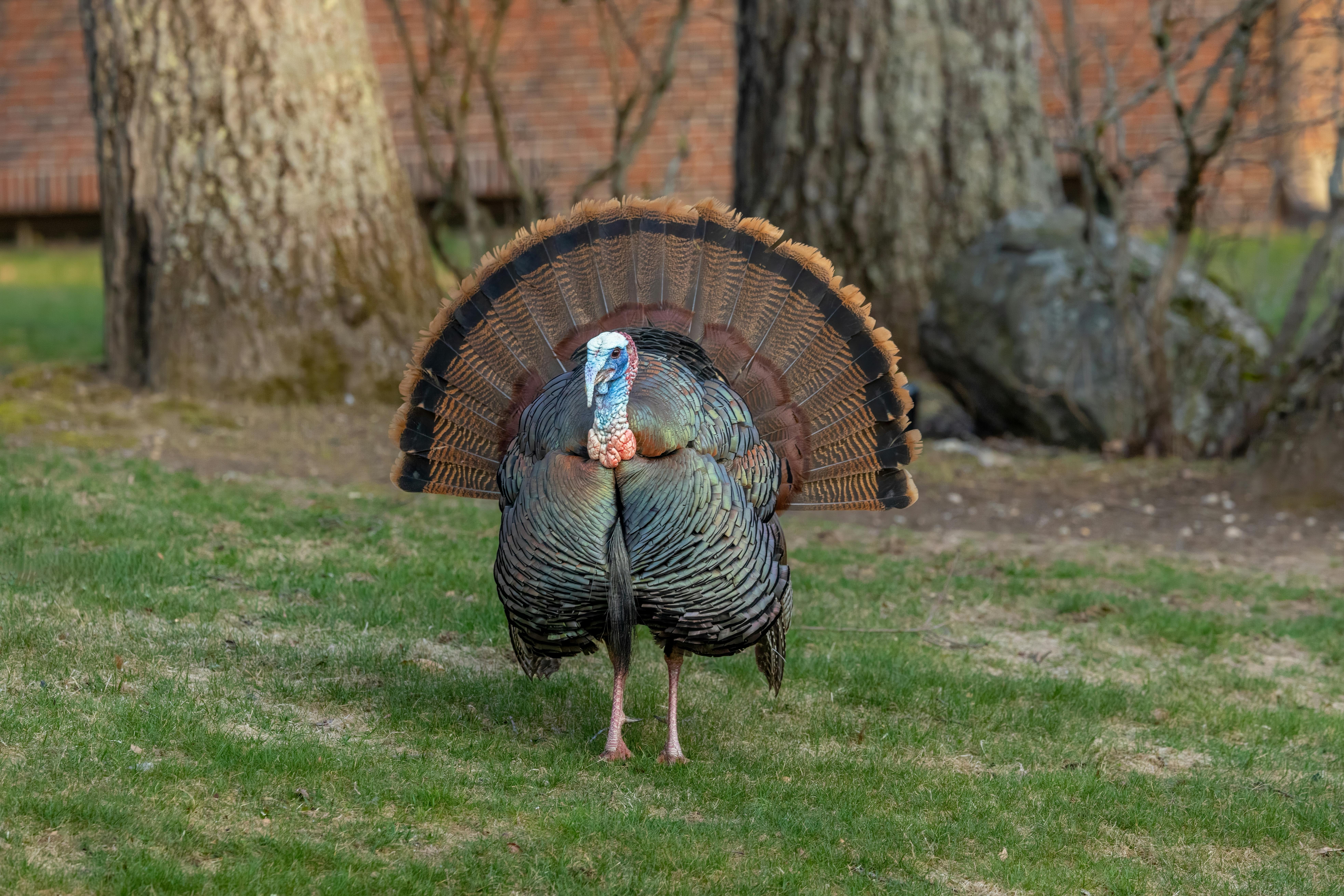 Turkey Among Trees · Free Stock Photo