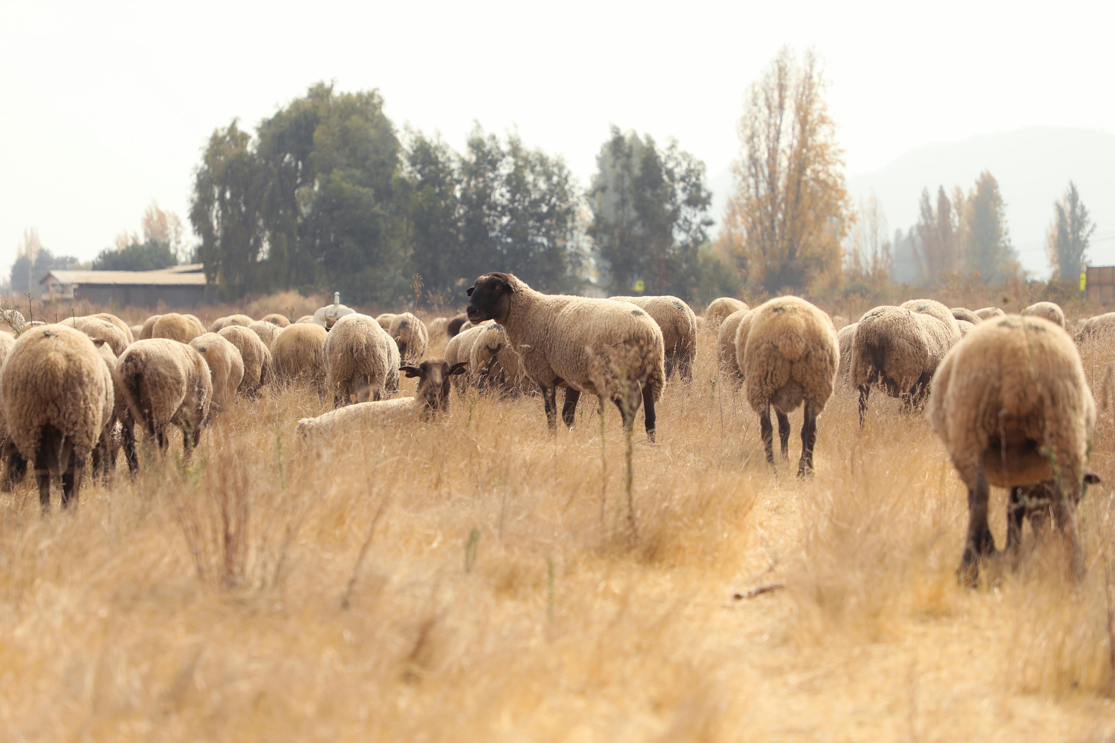 Camila Bou - Photography
