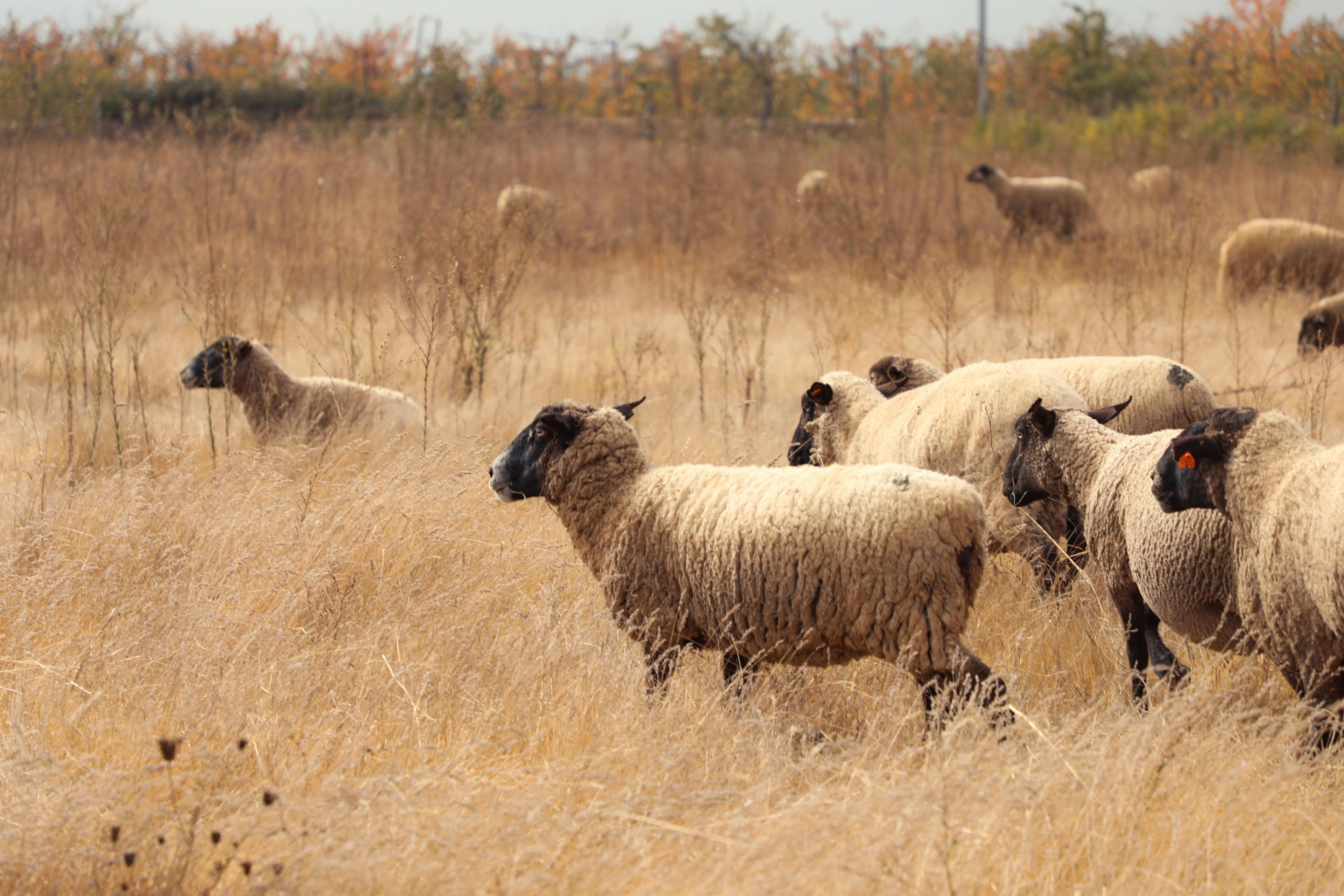 Camila Bou - Photography
