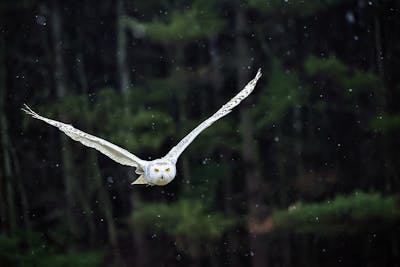 Owl Flying Photos, Download The BEST Free Owl Flying Stock Photos & HD ...