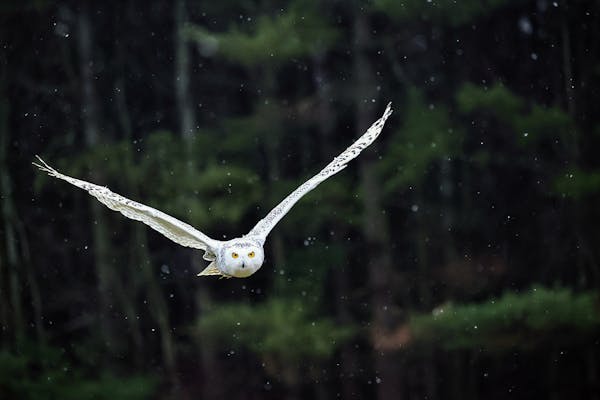 Owl Flying Photos, Download The BEST Free Owl Flying Stock Photos & HD ...