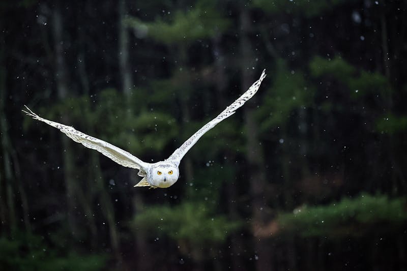 Owl Flying Photos, Download The BEST Free Owl Flying Stock Photos & HD ...