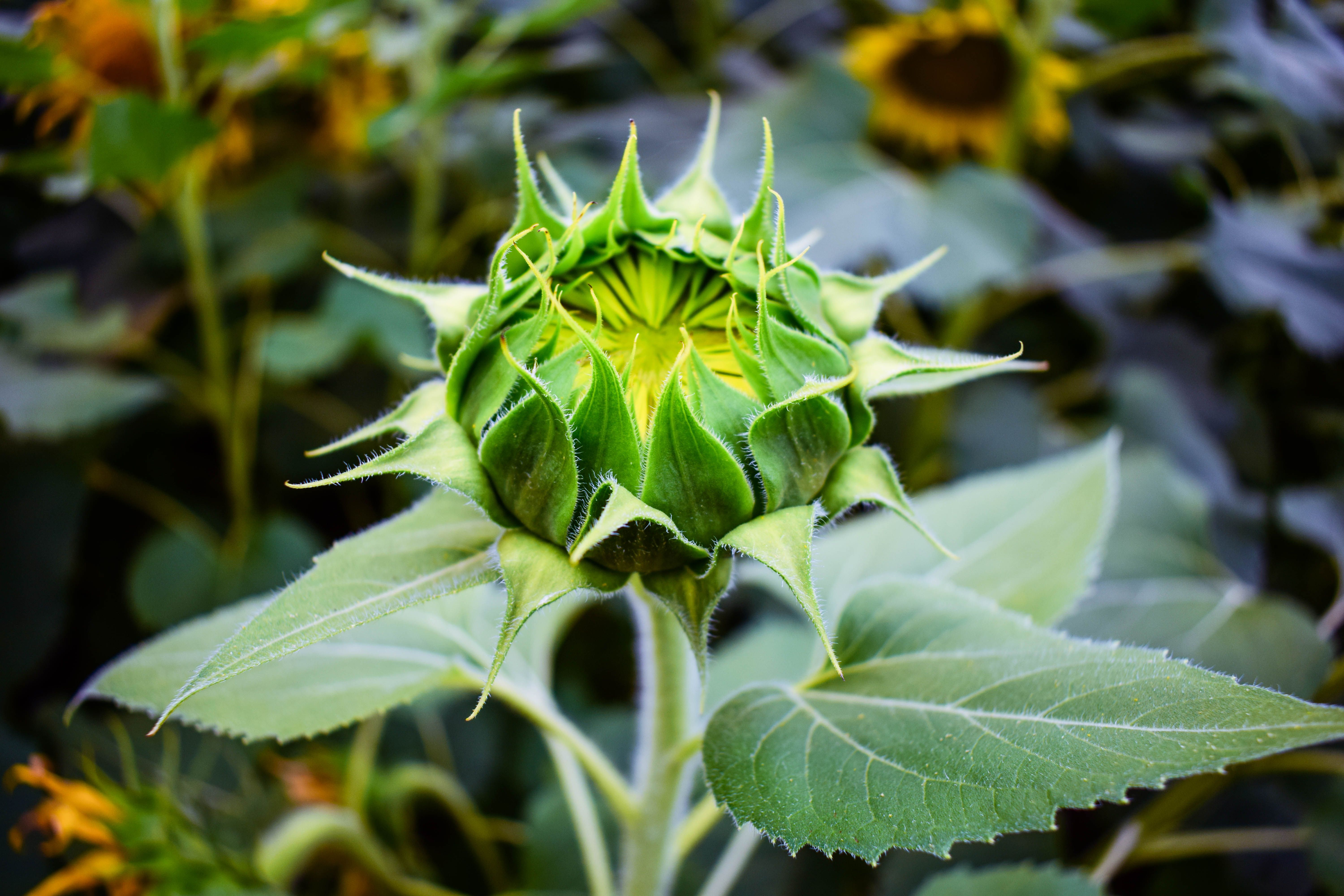 Closed Head of Sunflower · Free Stock Photo
