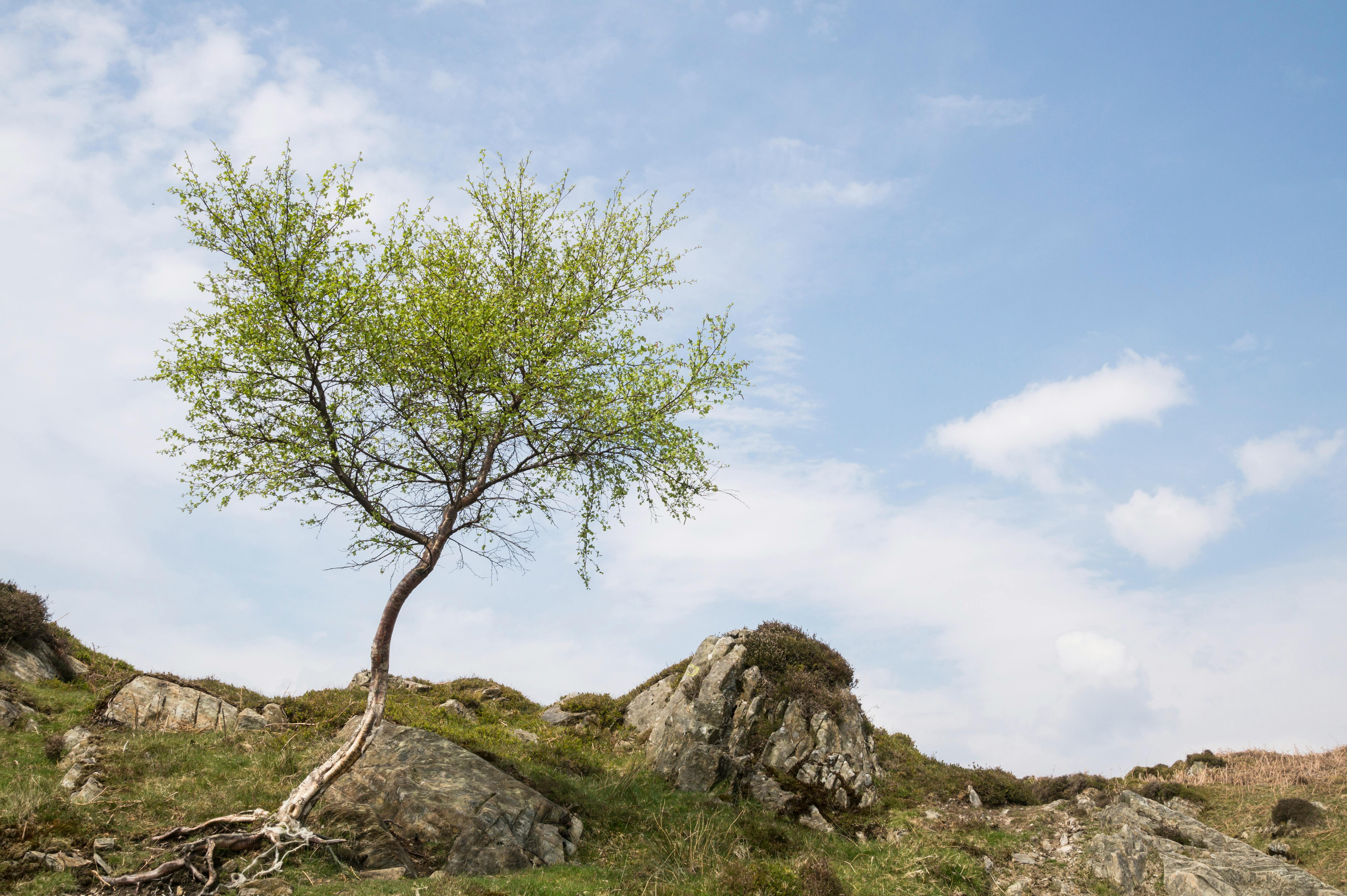 Green Tree on Mountain Under White Clouds and Blue Skies · Free Stock Photo
