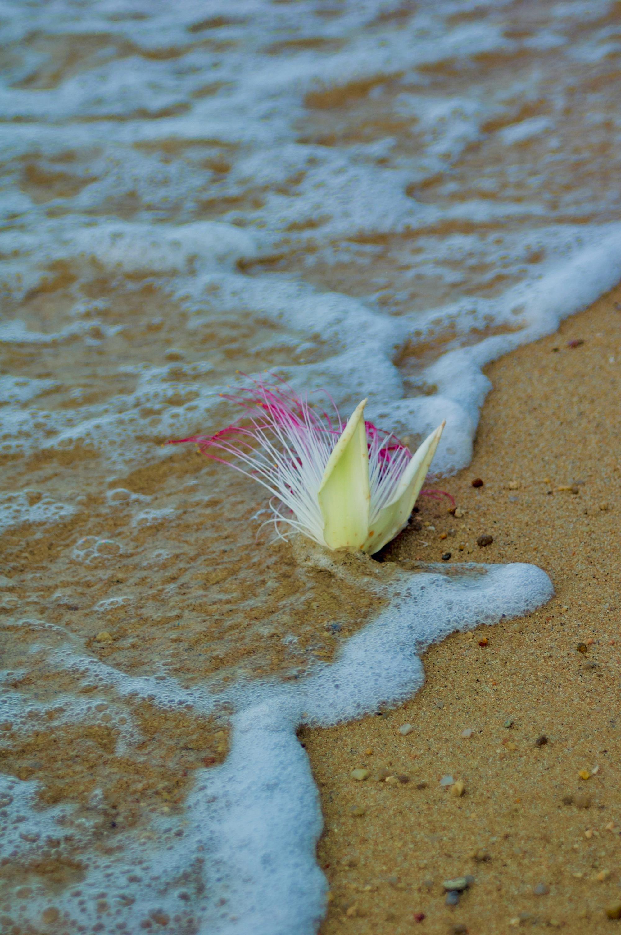 Fishing Tower in Sea near to Beach · Free Stock Photo