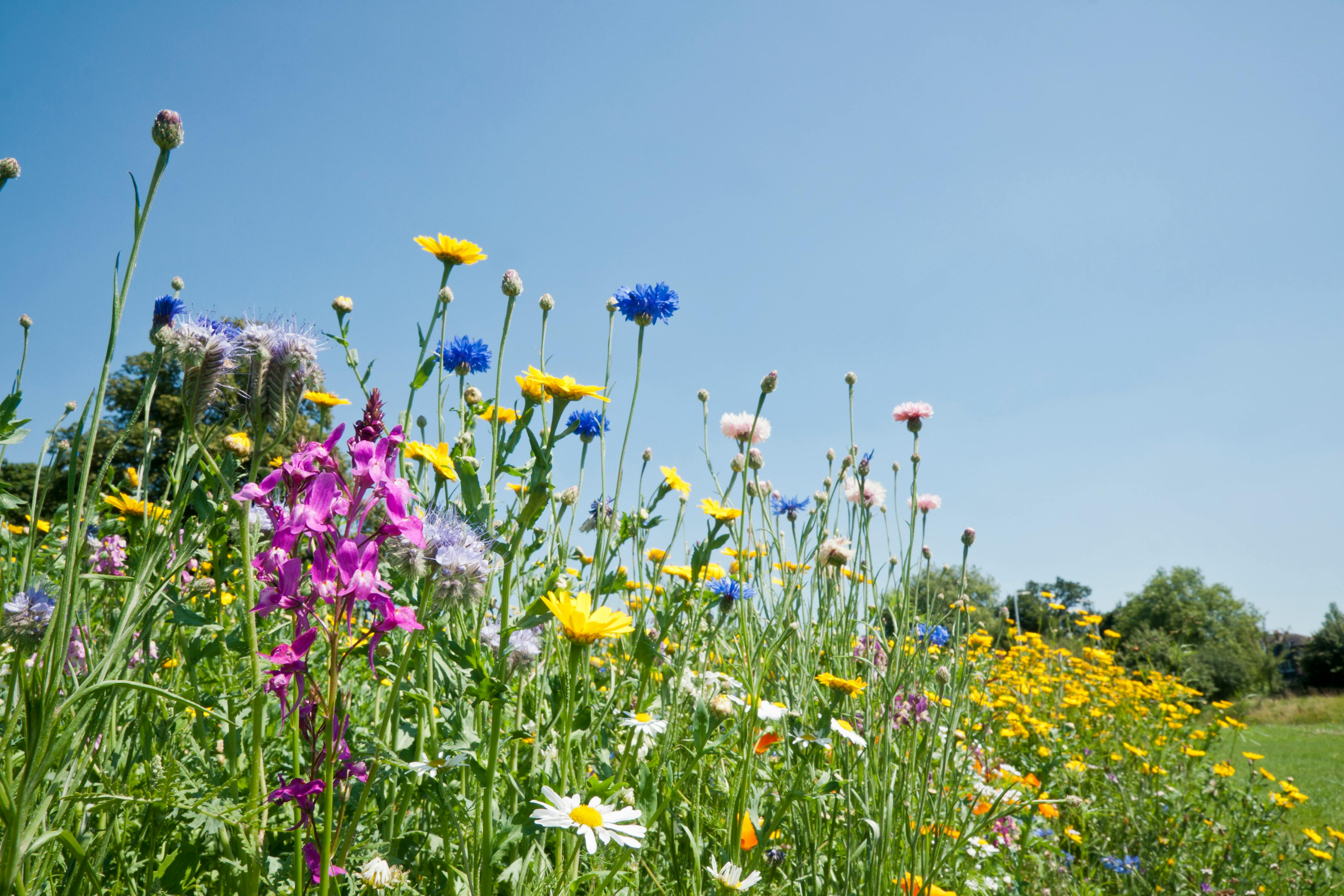 Free stock photo of bright, flora, meadow