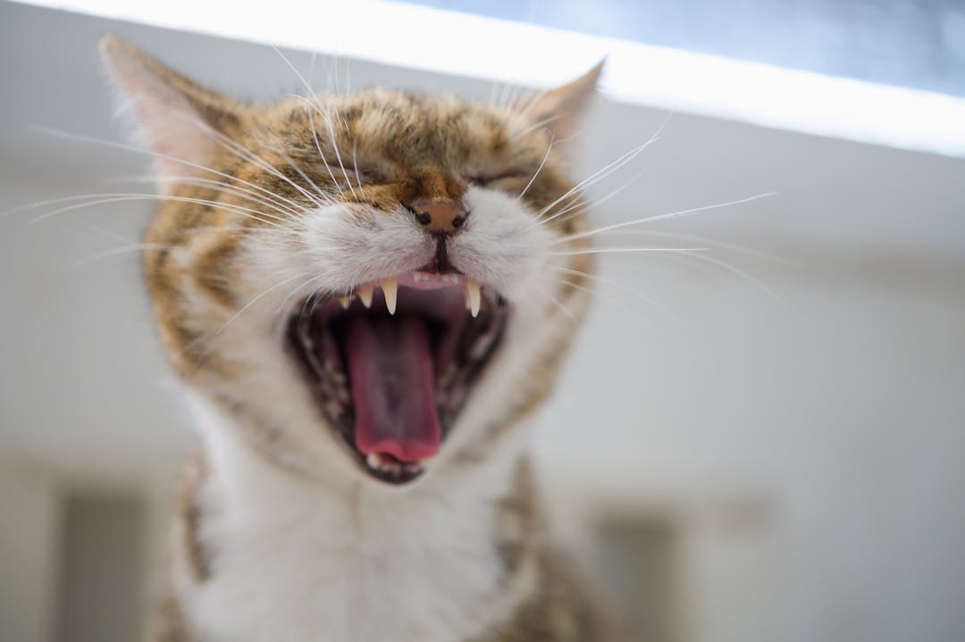 Feline Tooth Resorption: A Simple Guide for Cat Owners