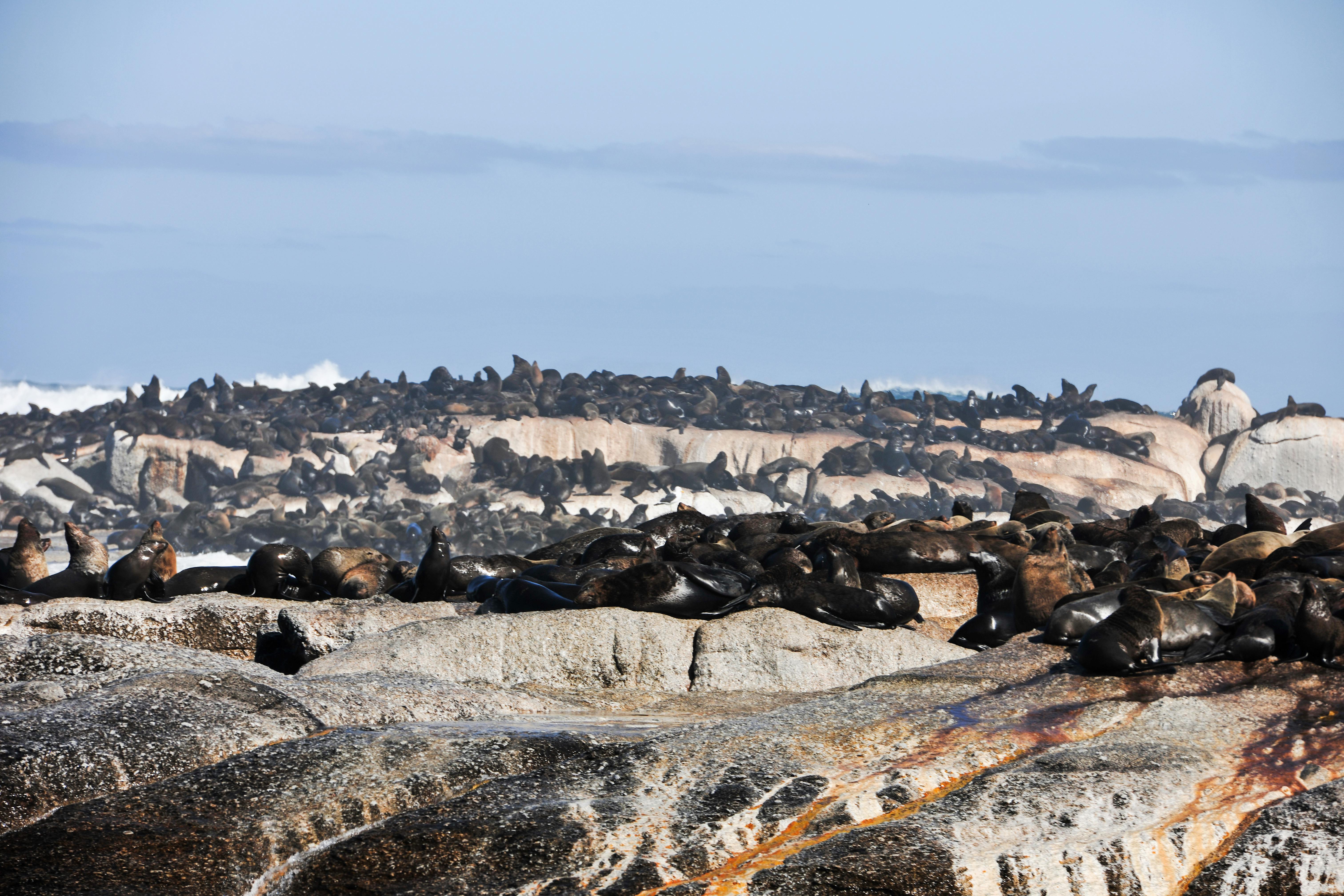 Seals on Water Fountain · Free Stock Photo