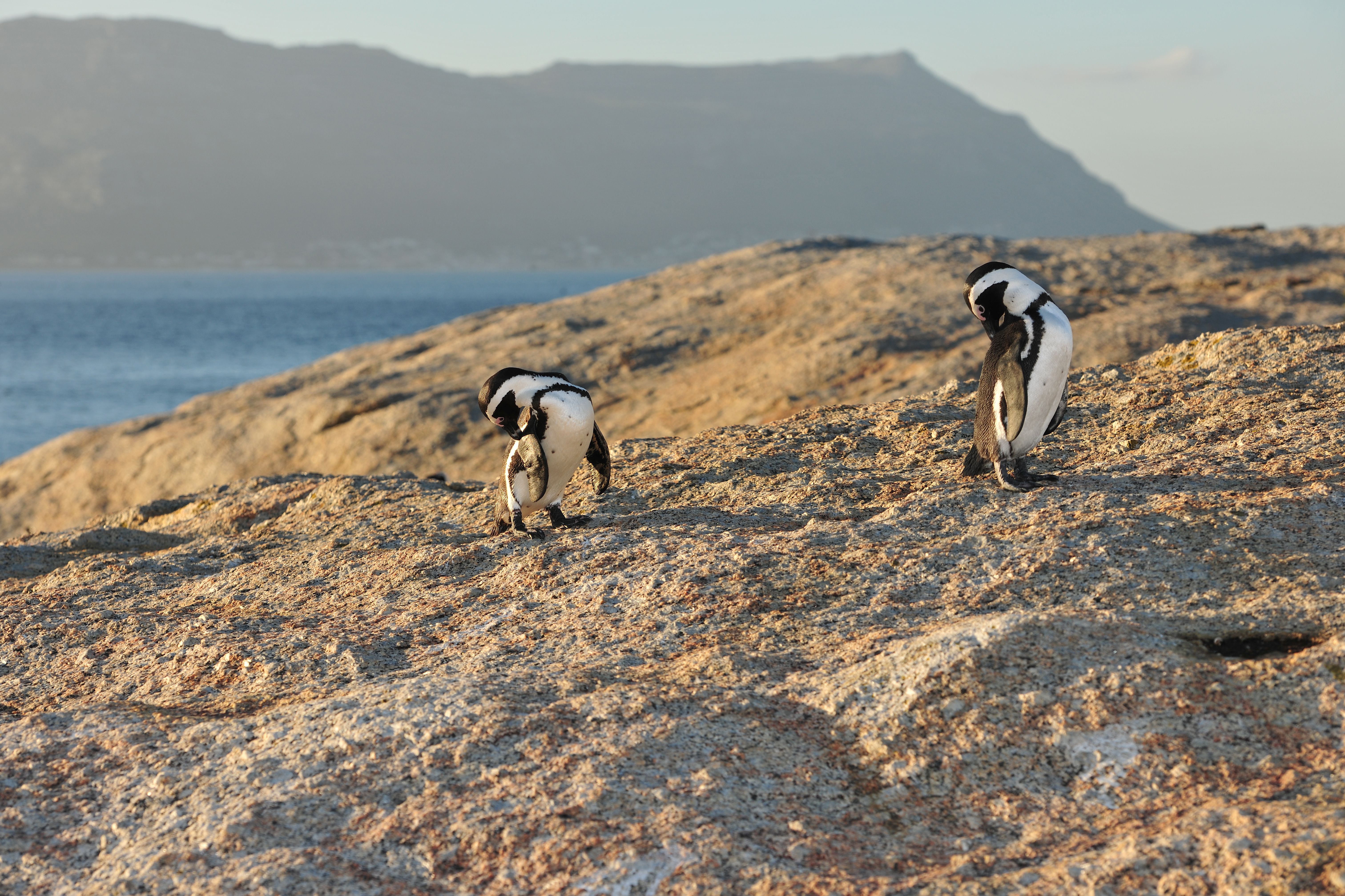 A Penguin Standing on a Beach Sand · Free Stock Photo