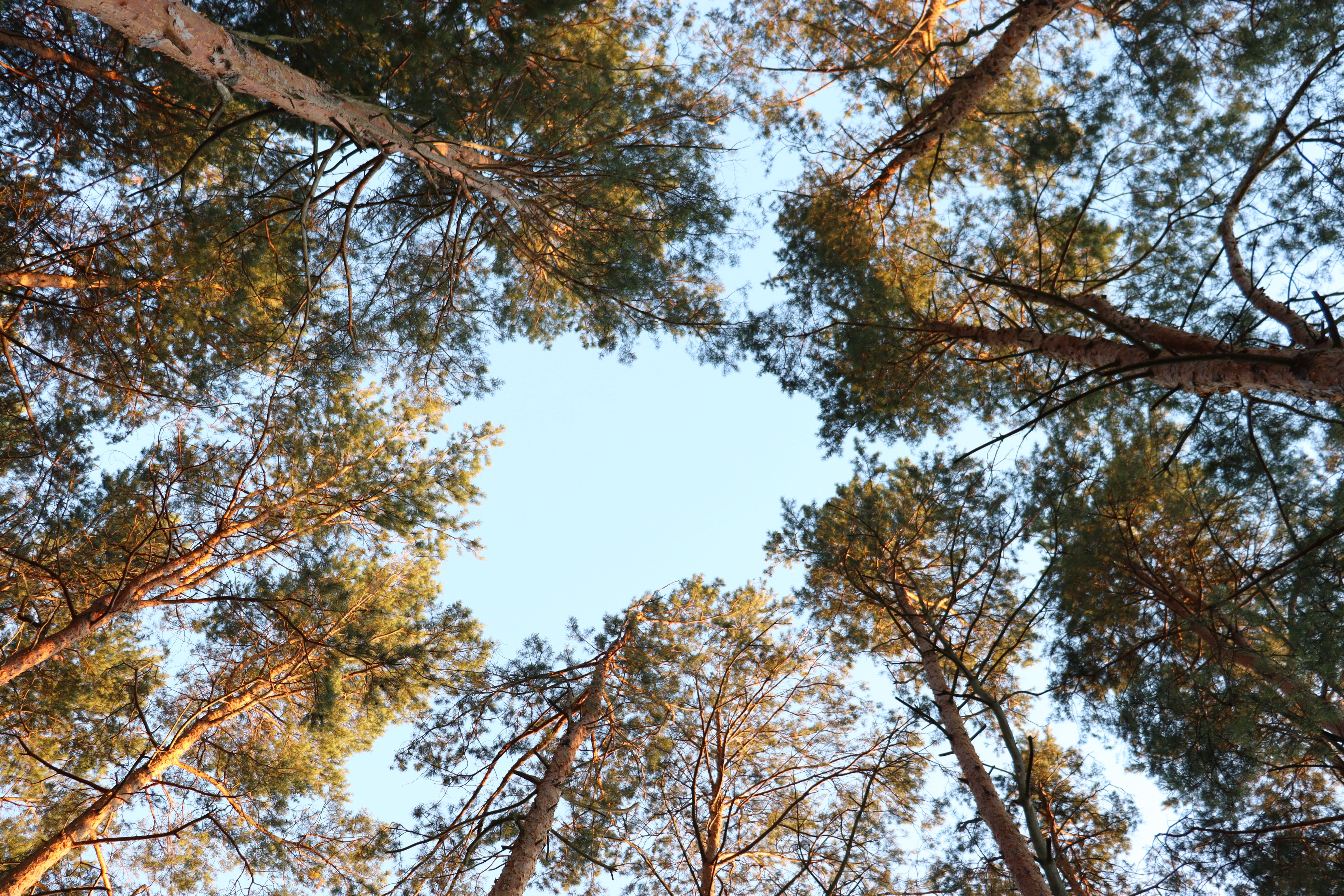 Canopy of Foliage Forest · Free Stock Photo