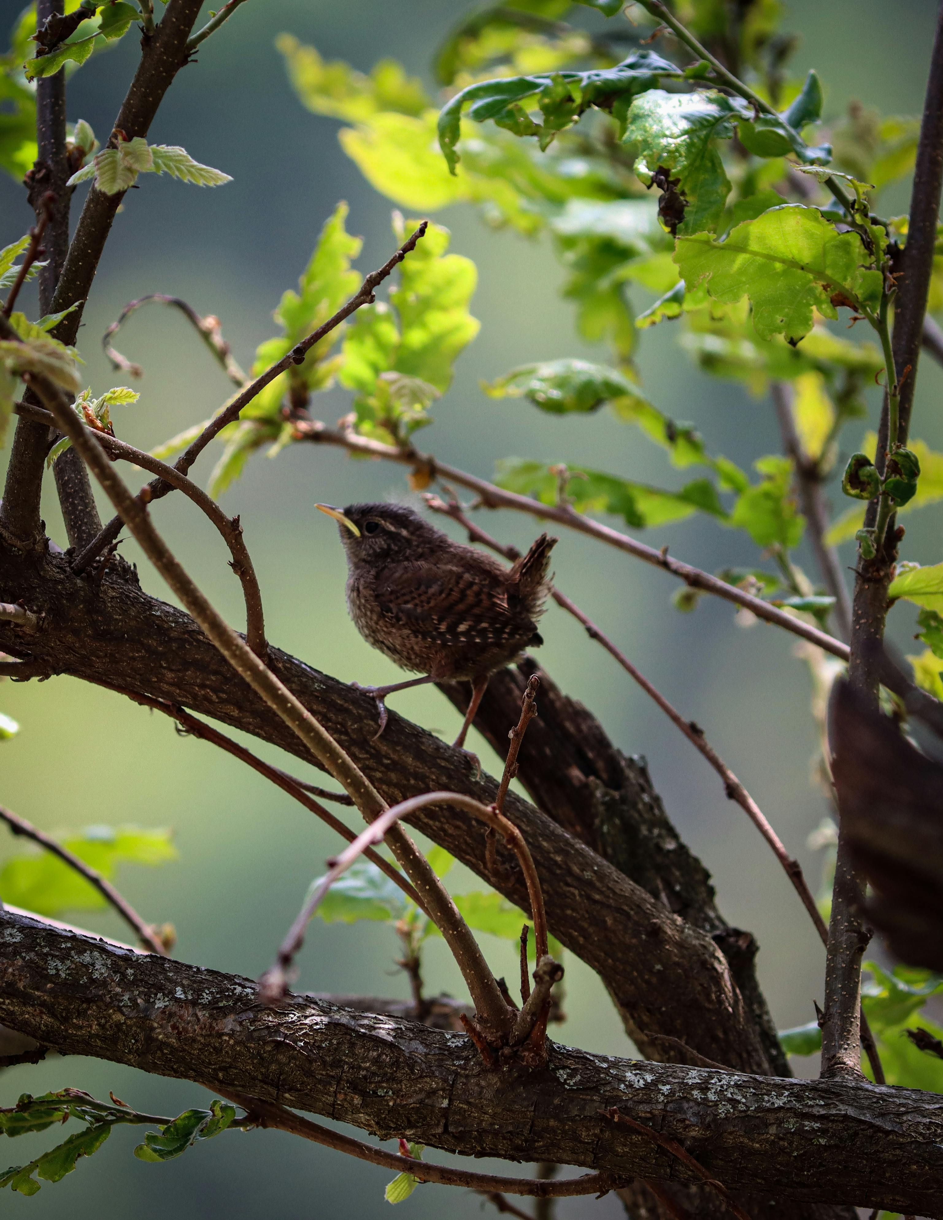 Black Naped Monarch Bird · Free Stock Photo
