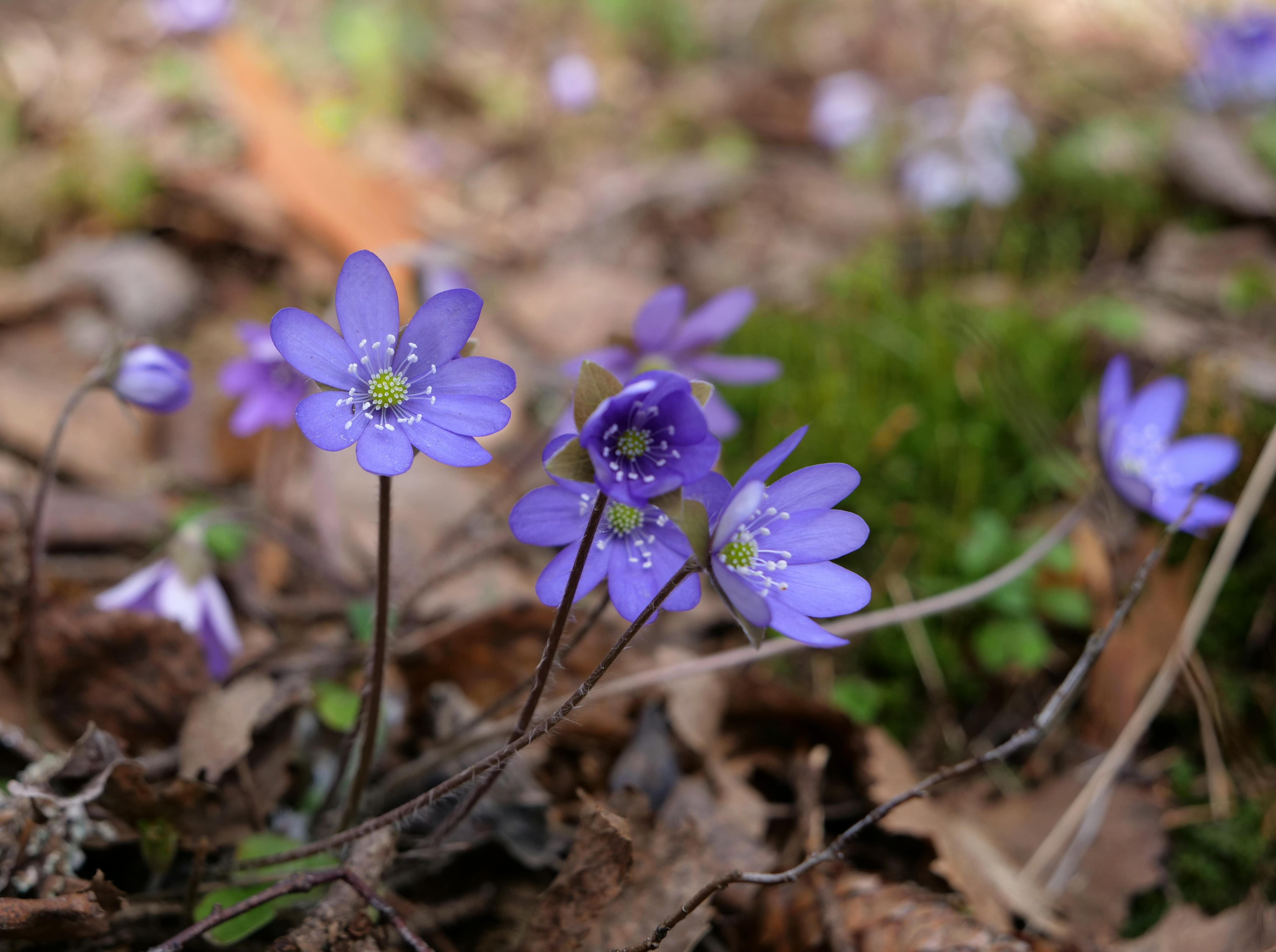Violet Blooming Hepatica · Free Stock Photo