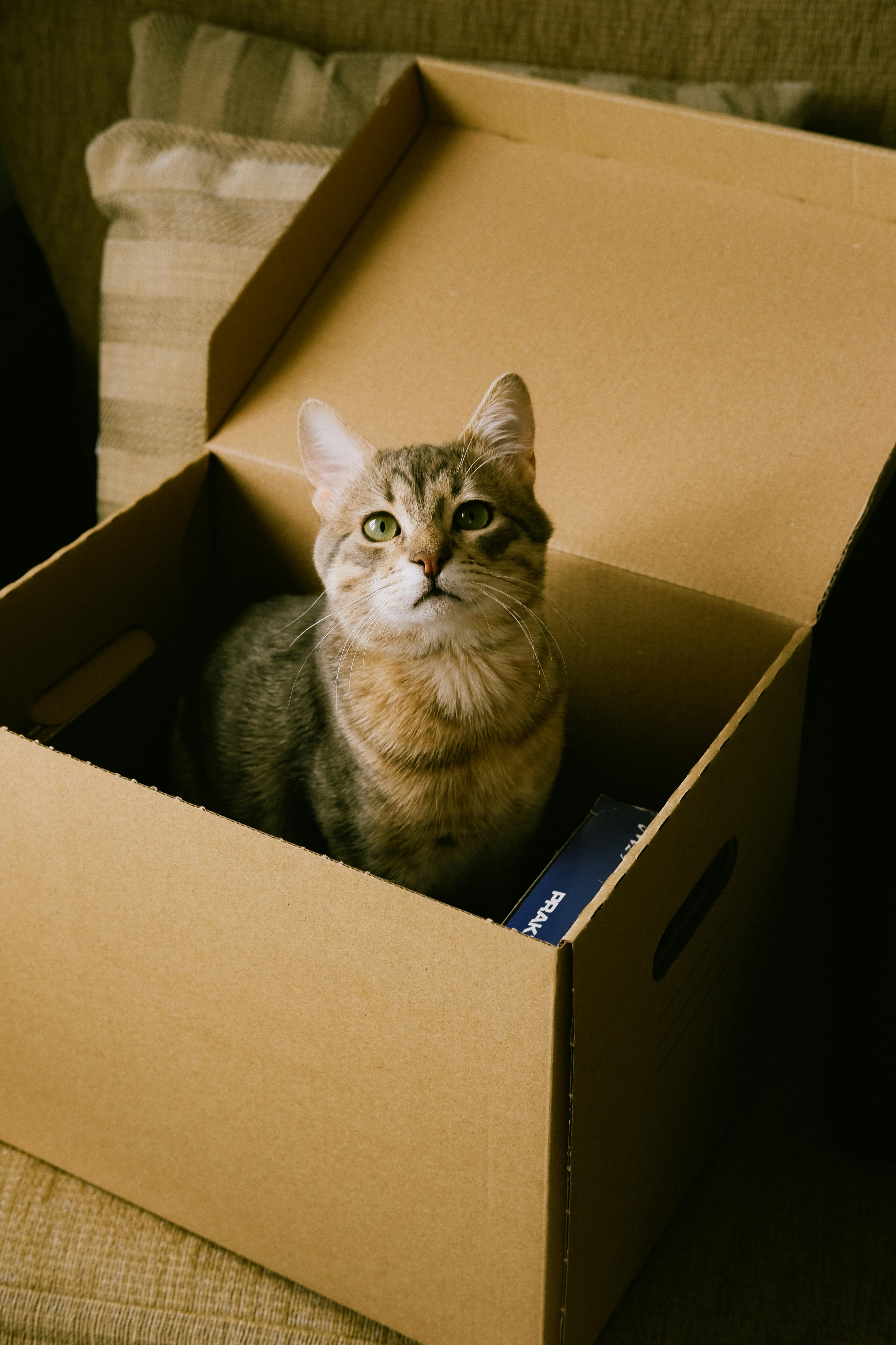 A Cat Sitting in a Box · Free Stock Photo