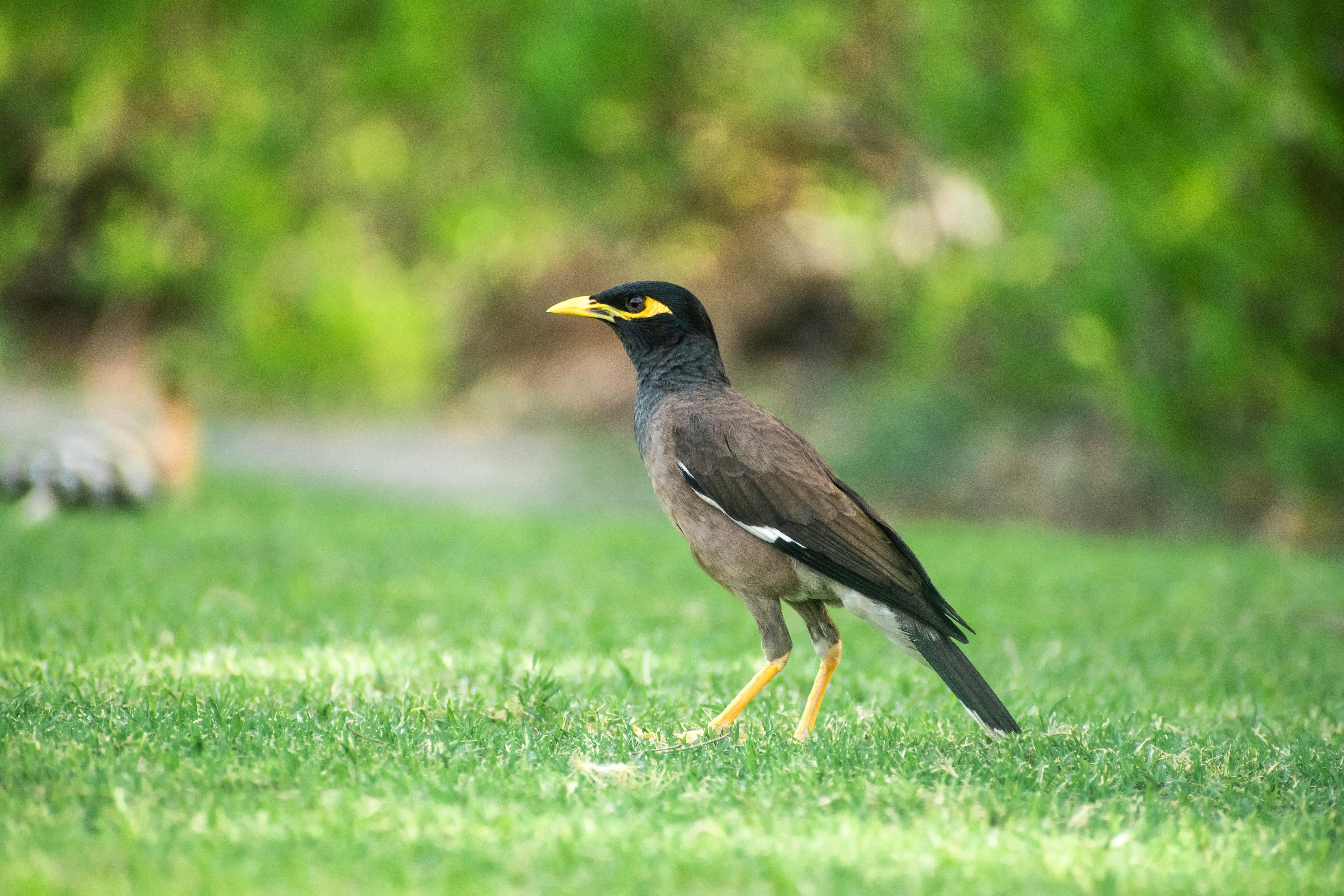 Close up of a Common Myna · Free Stock Photo