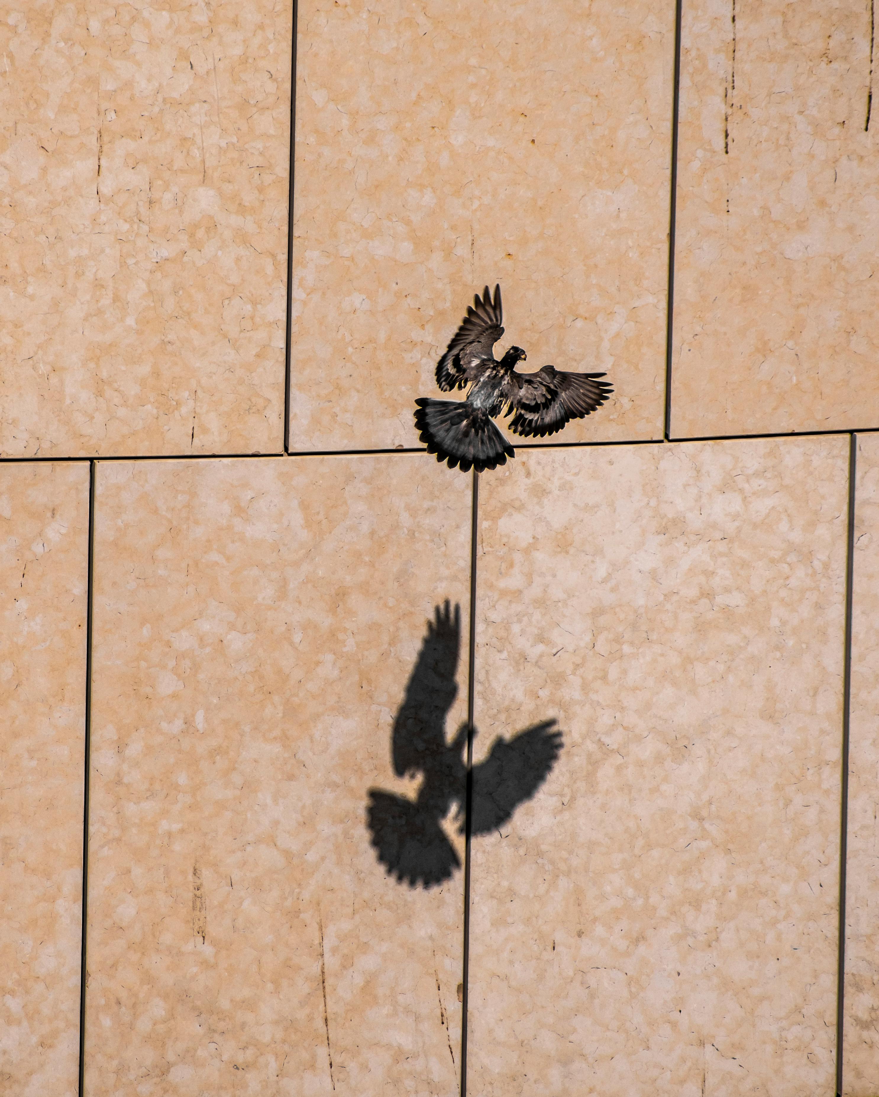 Birds Flying over Columns on Building Wall · Free Stock Photo