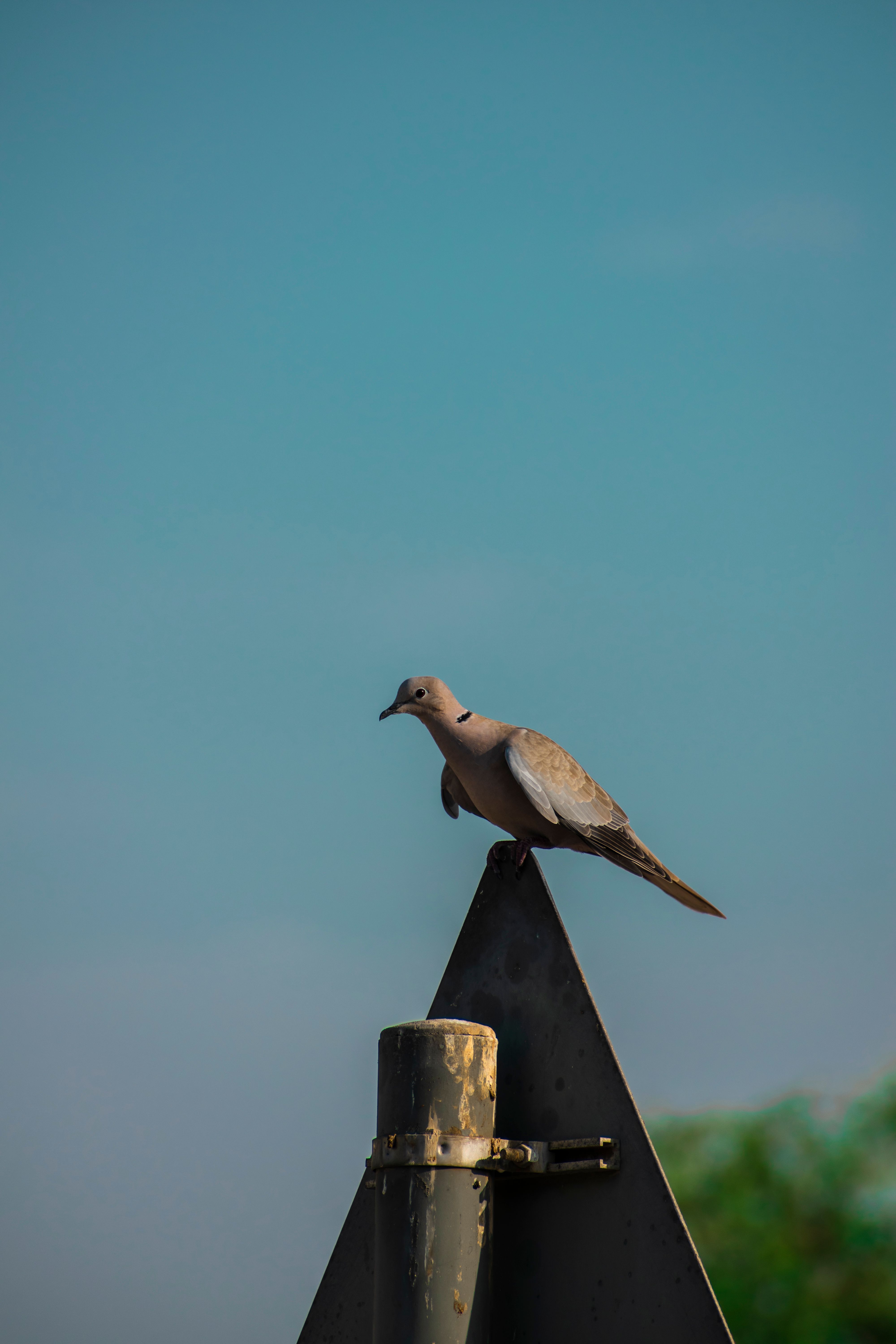 Dubai Dove Shot Photos, Download The BEST Free Dubai Dove Shot Stock ...