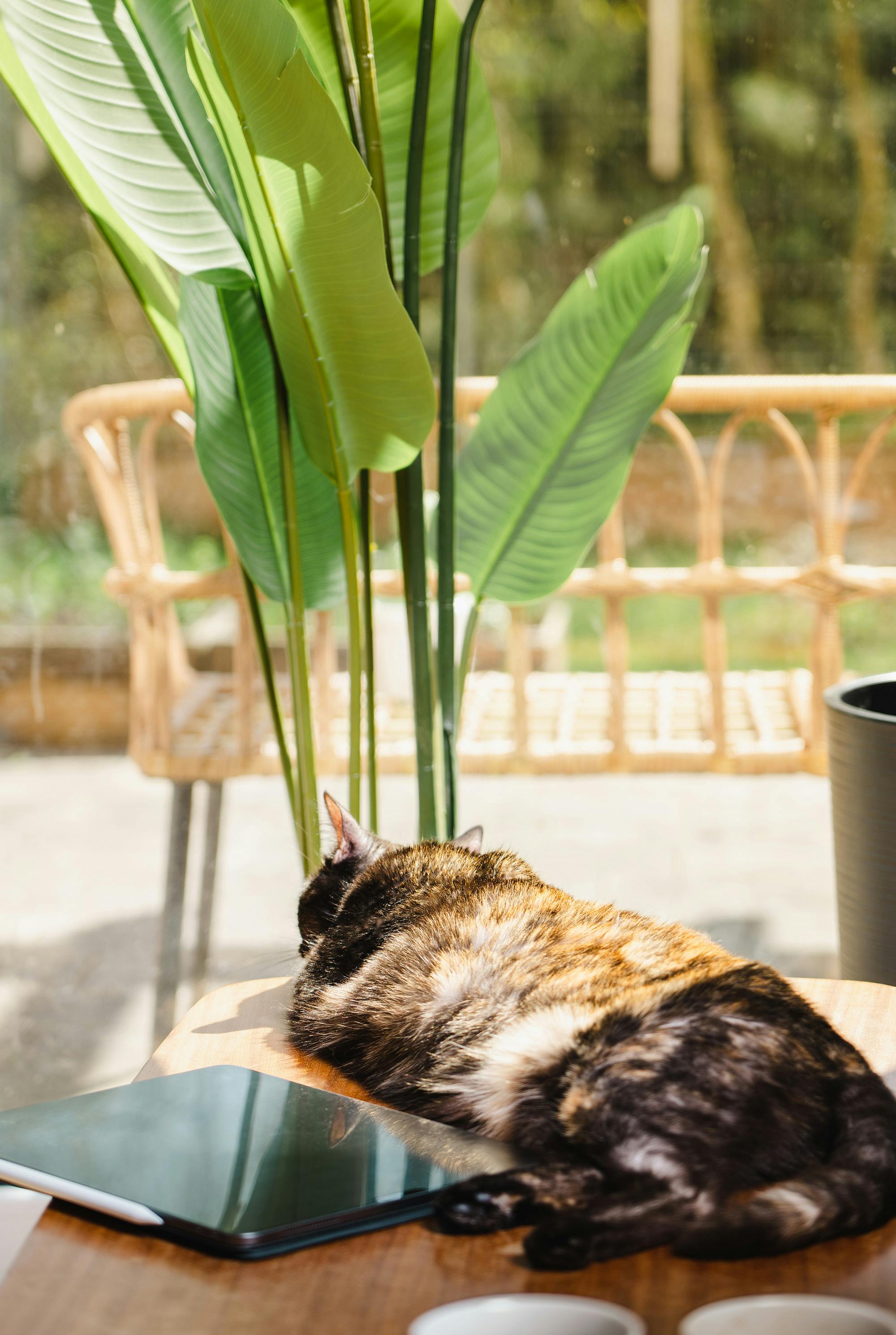 Animated Tech Photos, Download The BEST Free Animated Tech Stock Photos ...