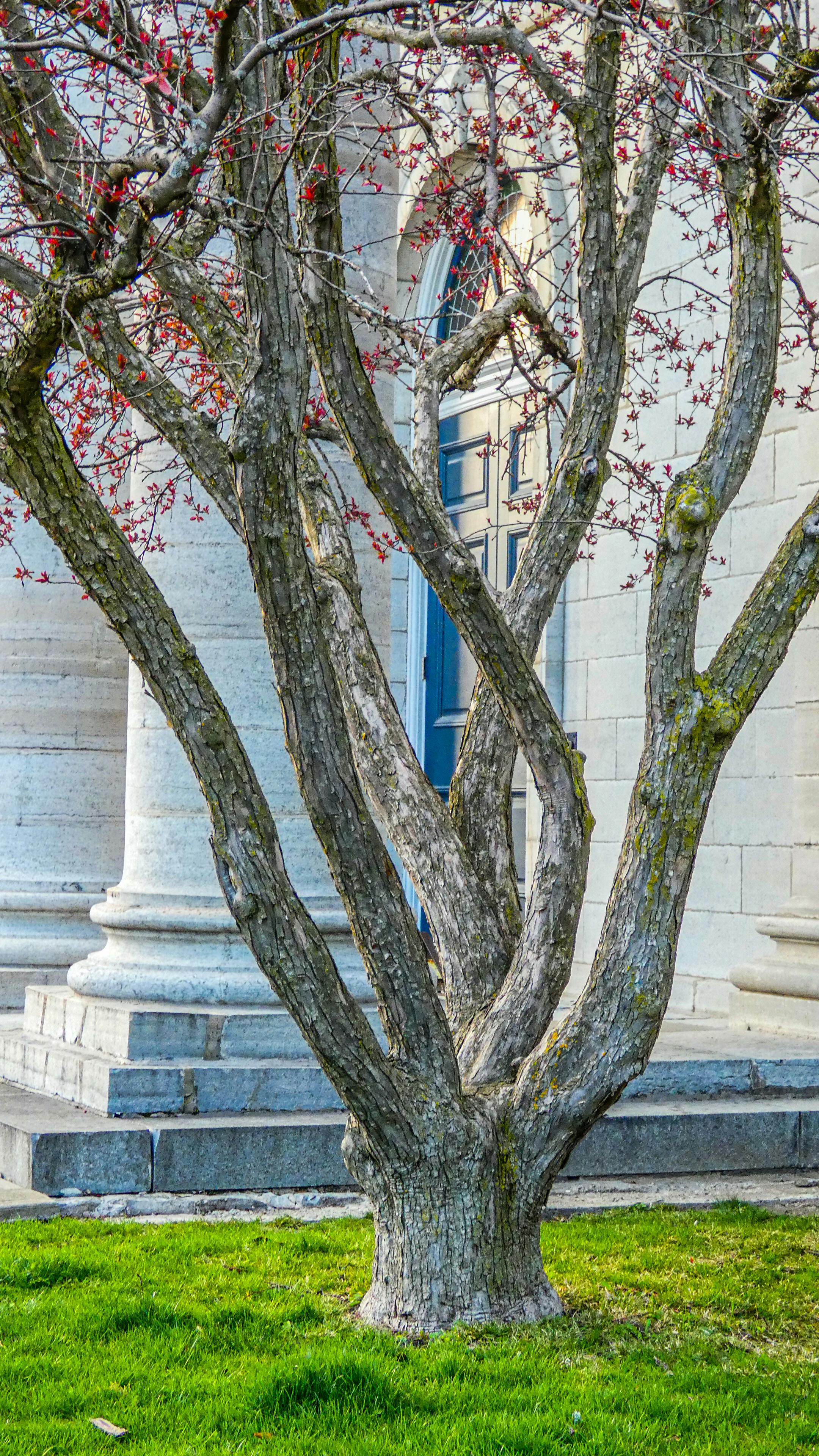 A Tree in a Garden · Free Stock Photo