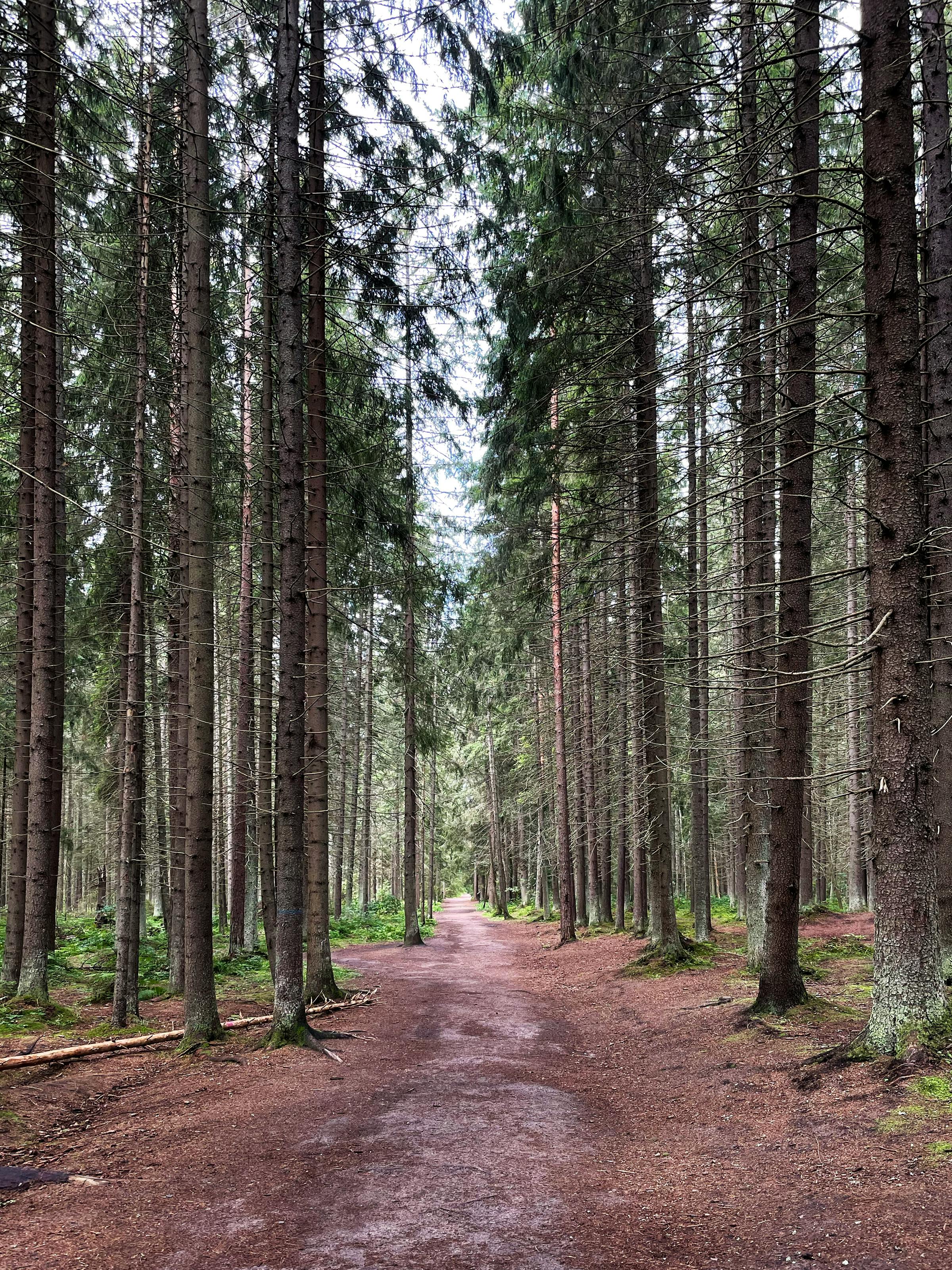 Path in Pine Tree Forest · Free Stock Photo