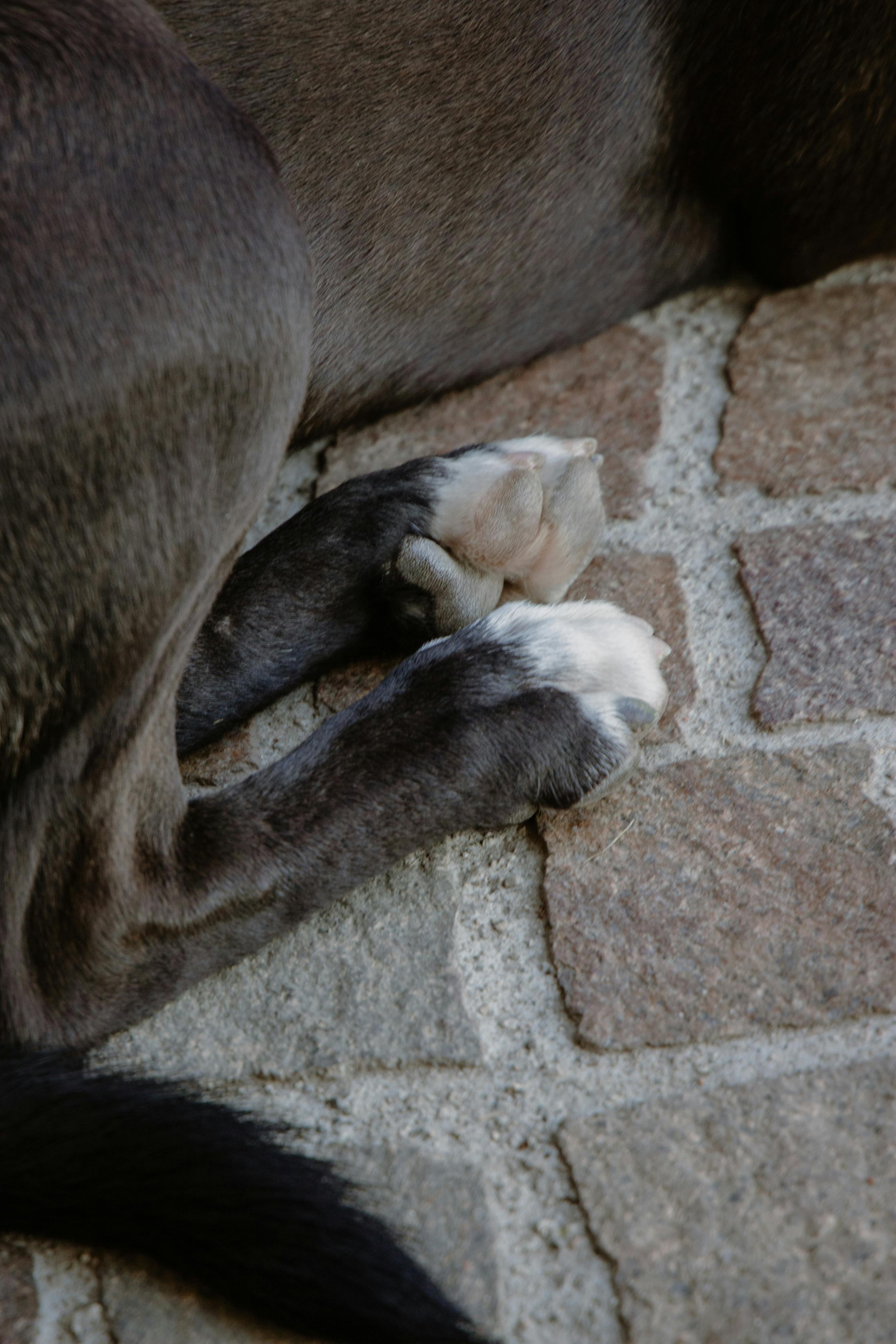A dog's paw on a brick floor · Free Stock Photo