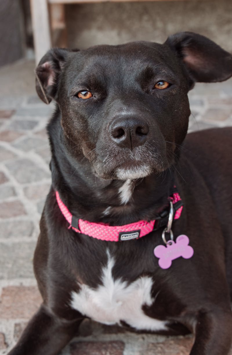 Pets In Pink Photos, Download The BEST Free Pets In Pink Stock Photos ...