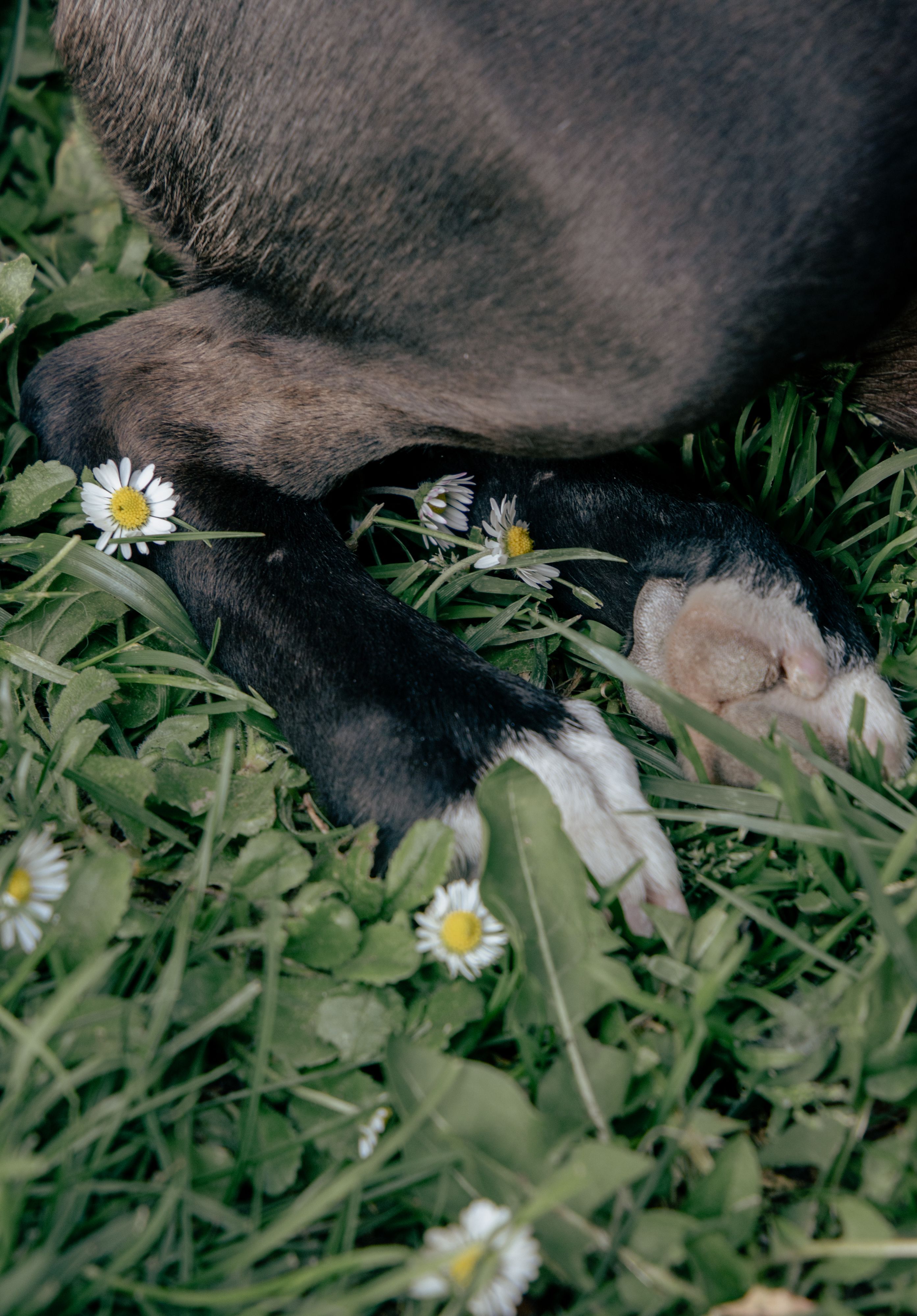 Paws of Dog Lying Down on Ground · Free Stock Photo