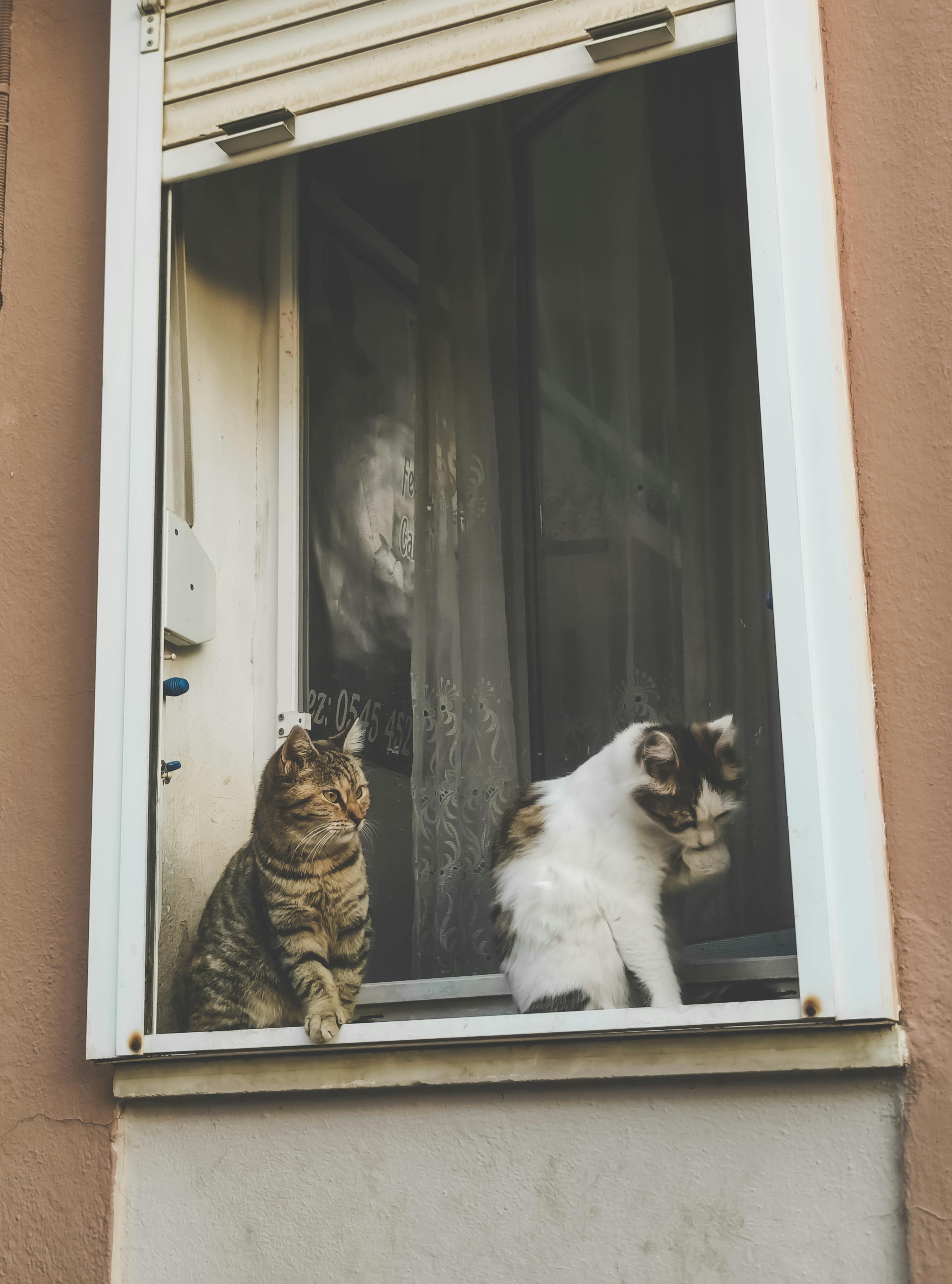 Cats in Window · Free Stock Photo