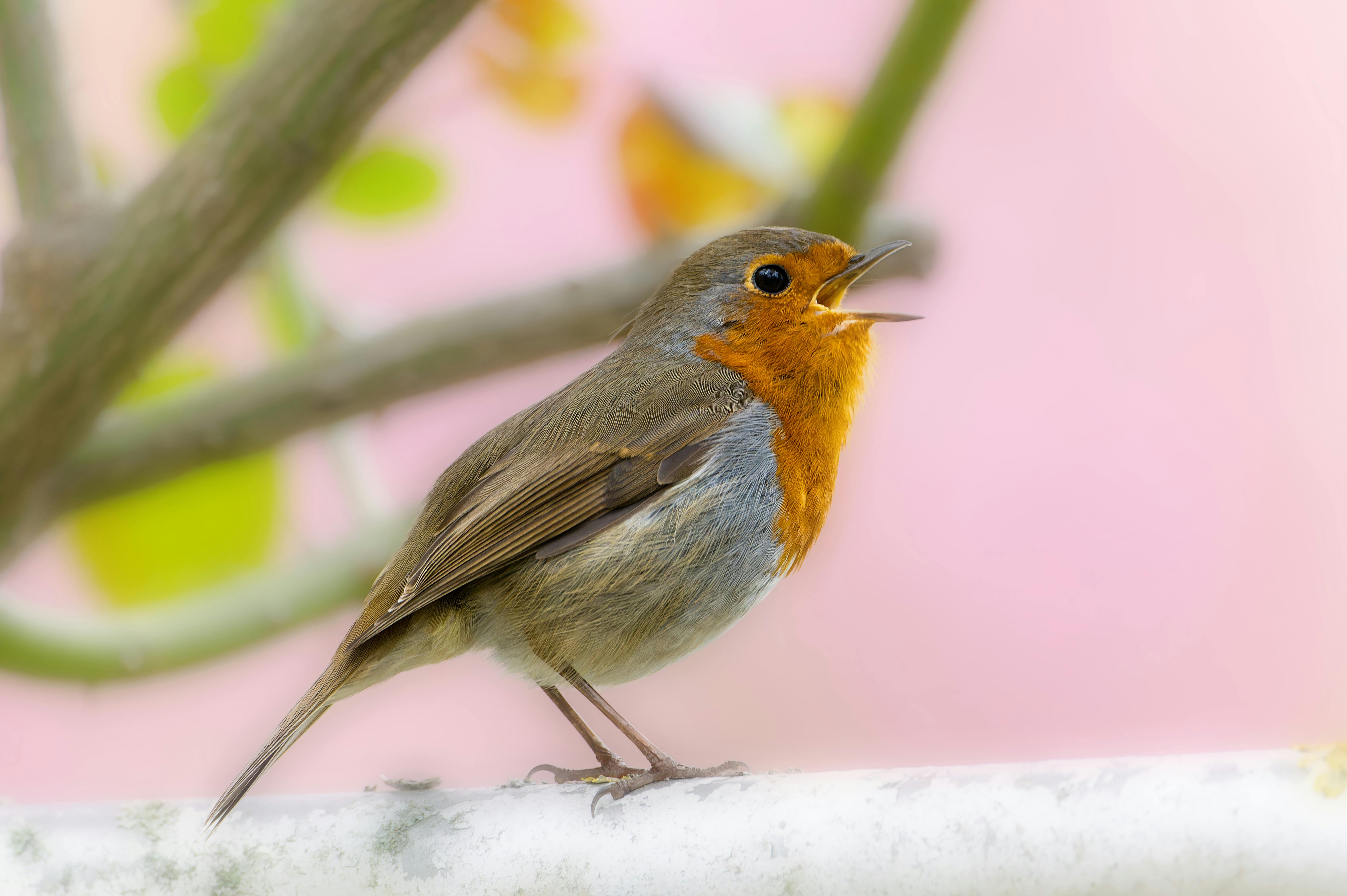 Small Robin Bird · Free Stock Photo
