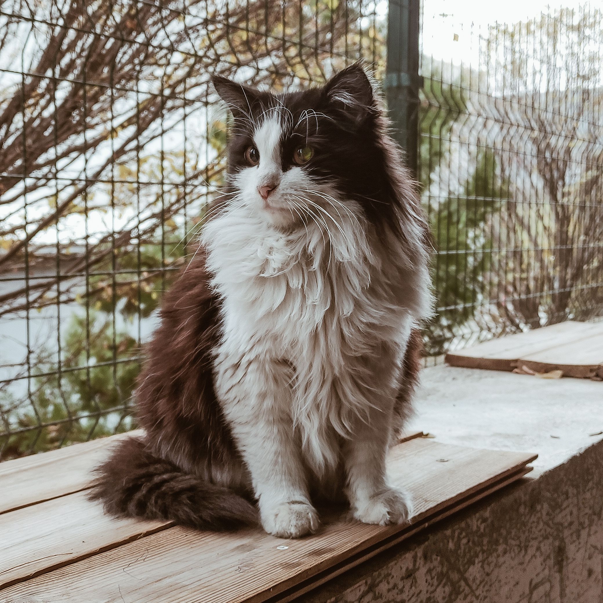 Cat Fences Photos, Download The BEST Free Cat Fences Stock Photos & HD ...