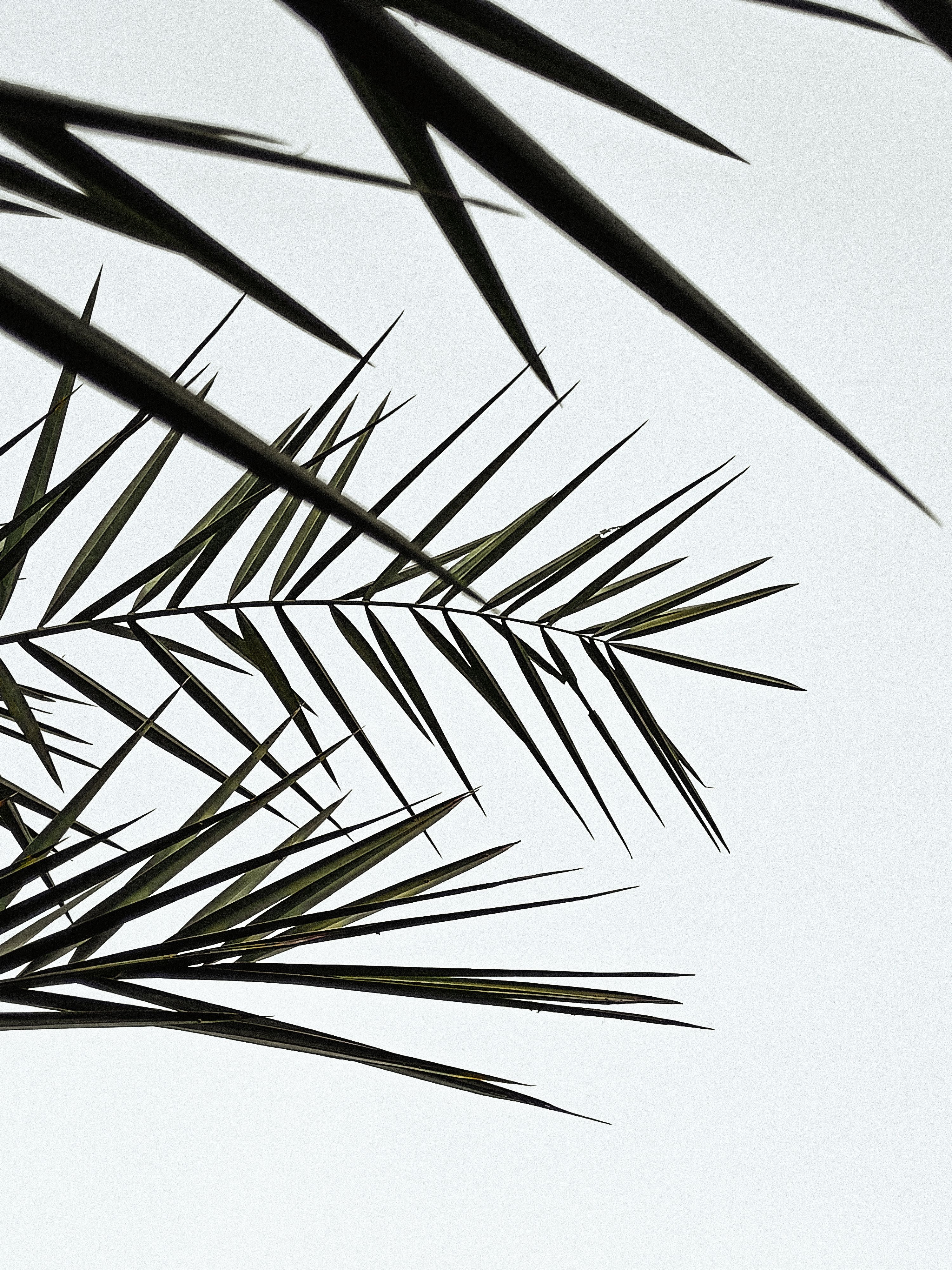Branches with Slim Leaves · Free Stock Photo