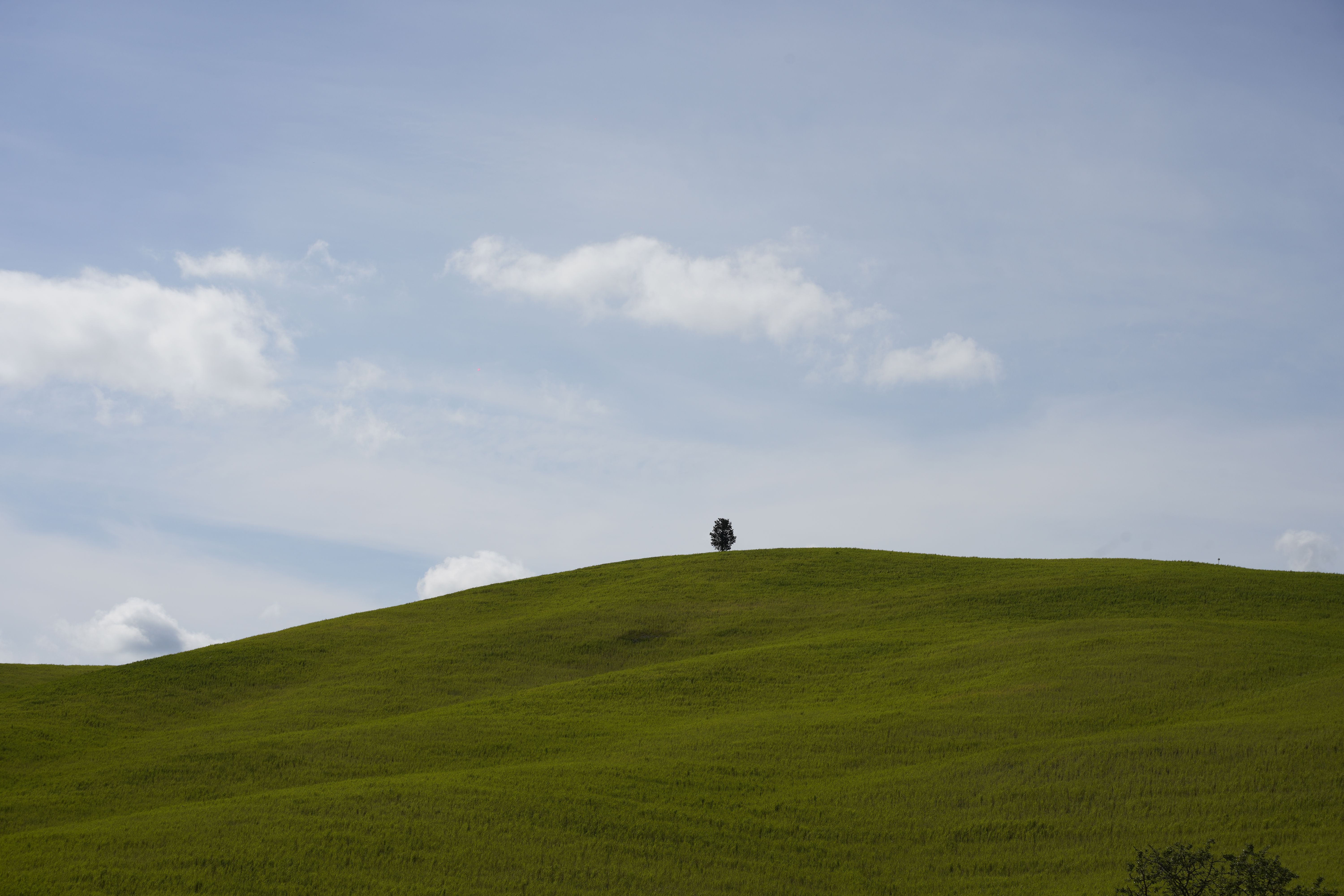 Tree on a Green Hill · Free Stock Photo
