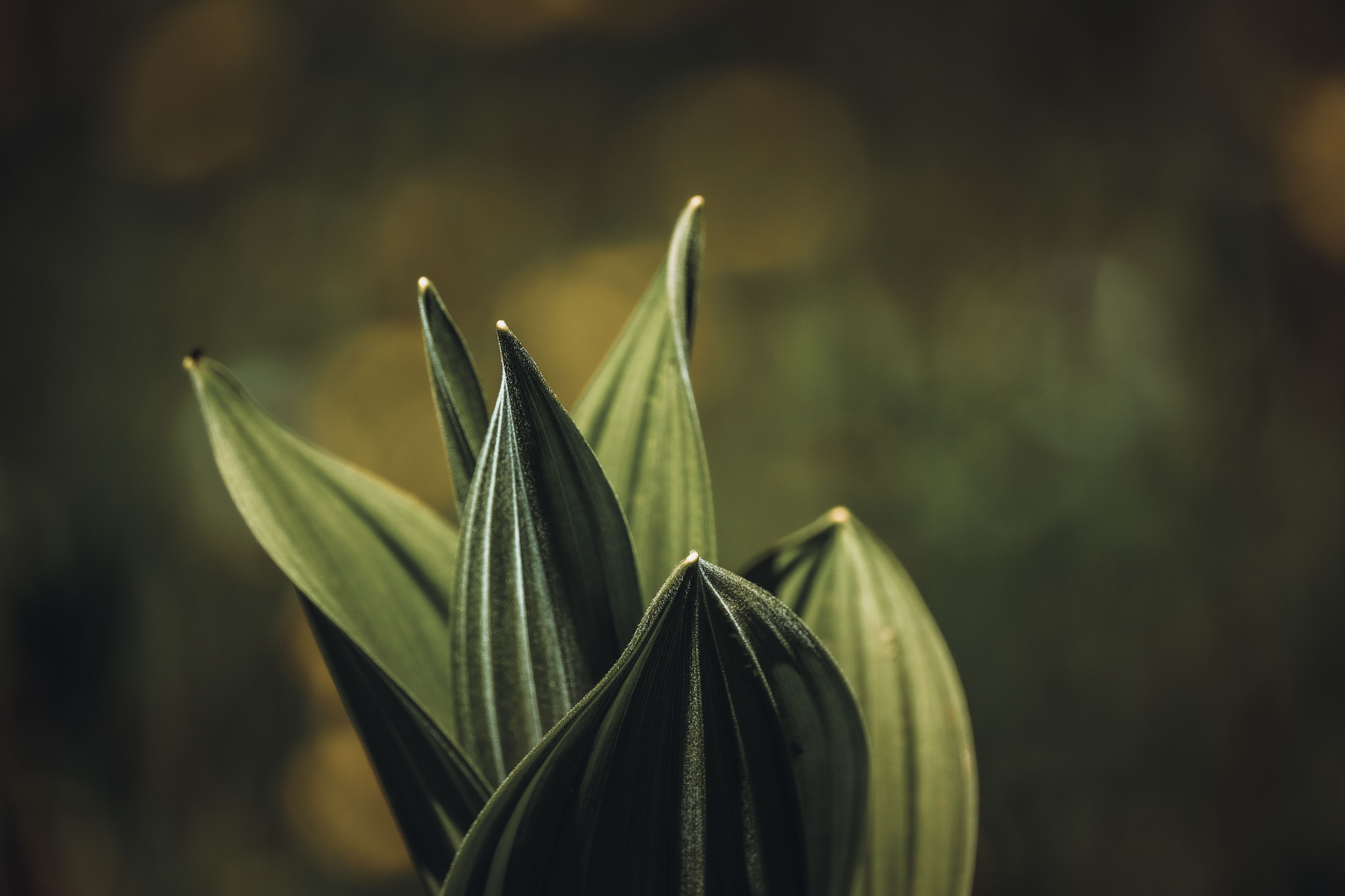 Closeup of California Corn Lily Leaves · Free Stock Photo
