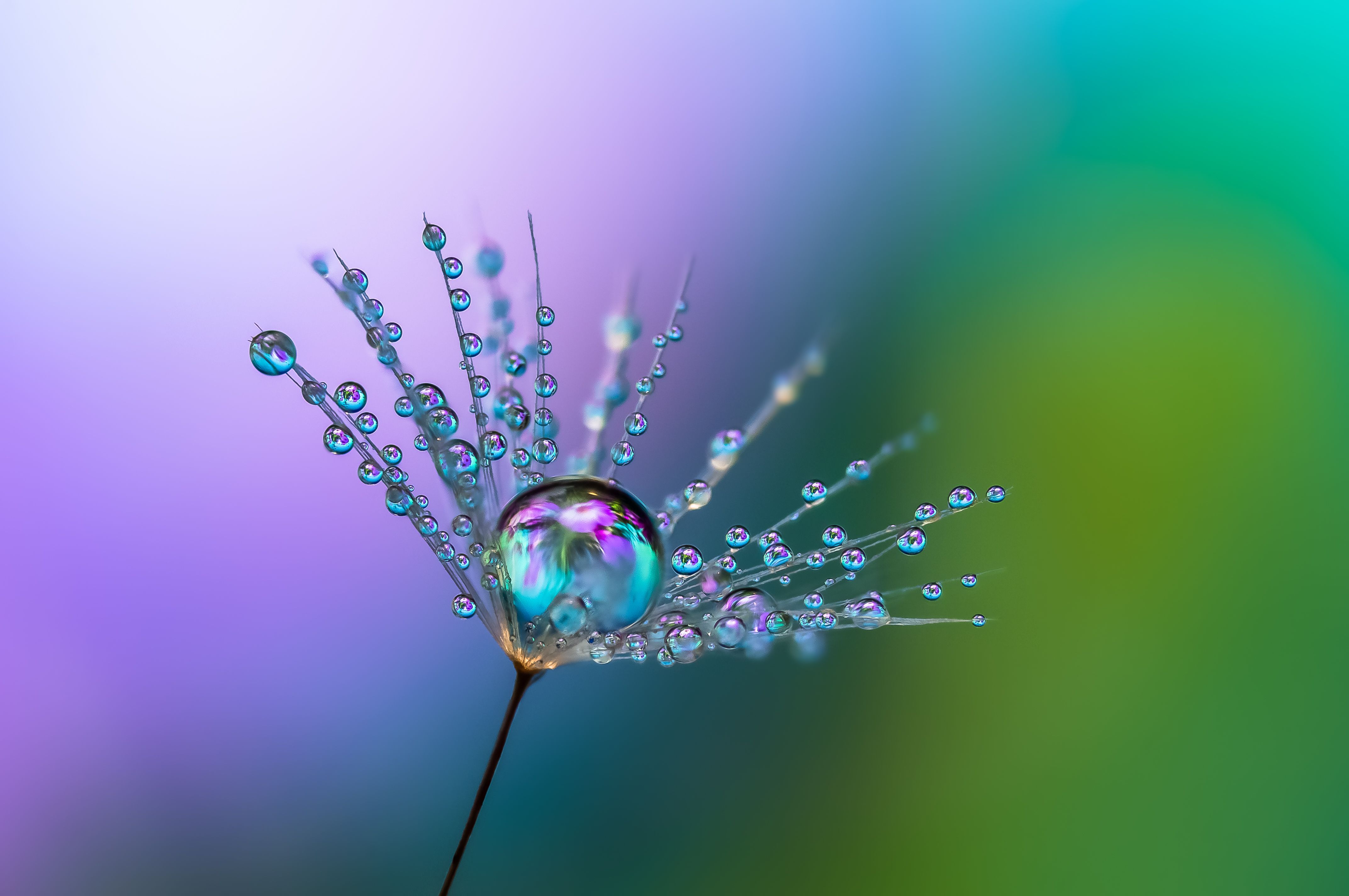 Raindrops on a Flower · Free Stock Photo
