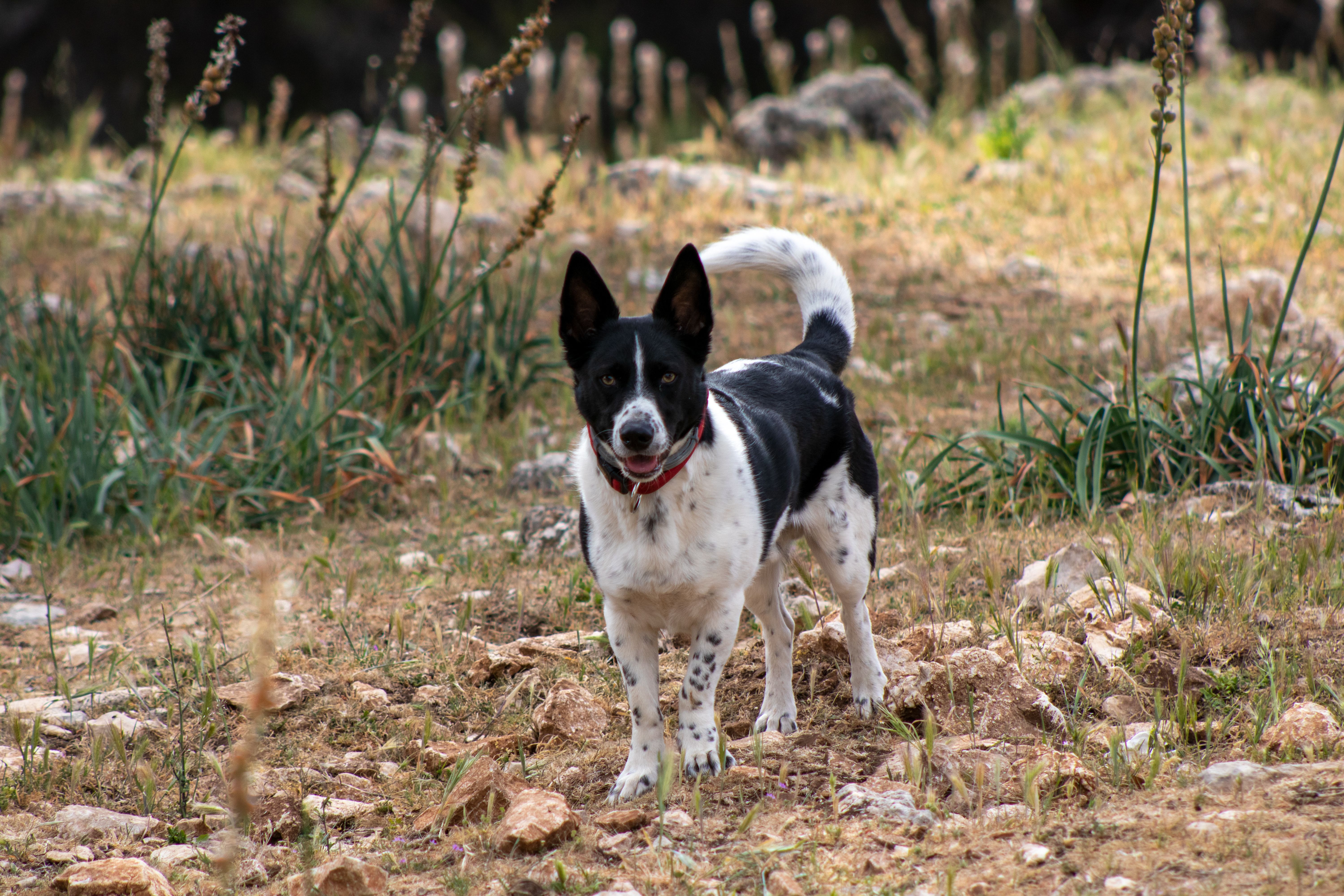 Dog on Ground · Free Stock Photo
