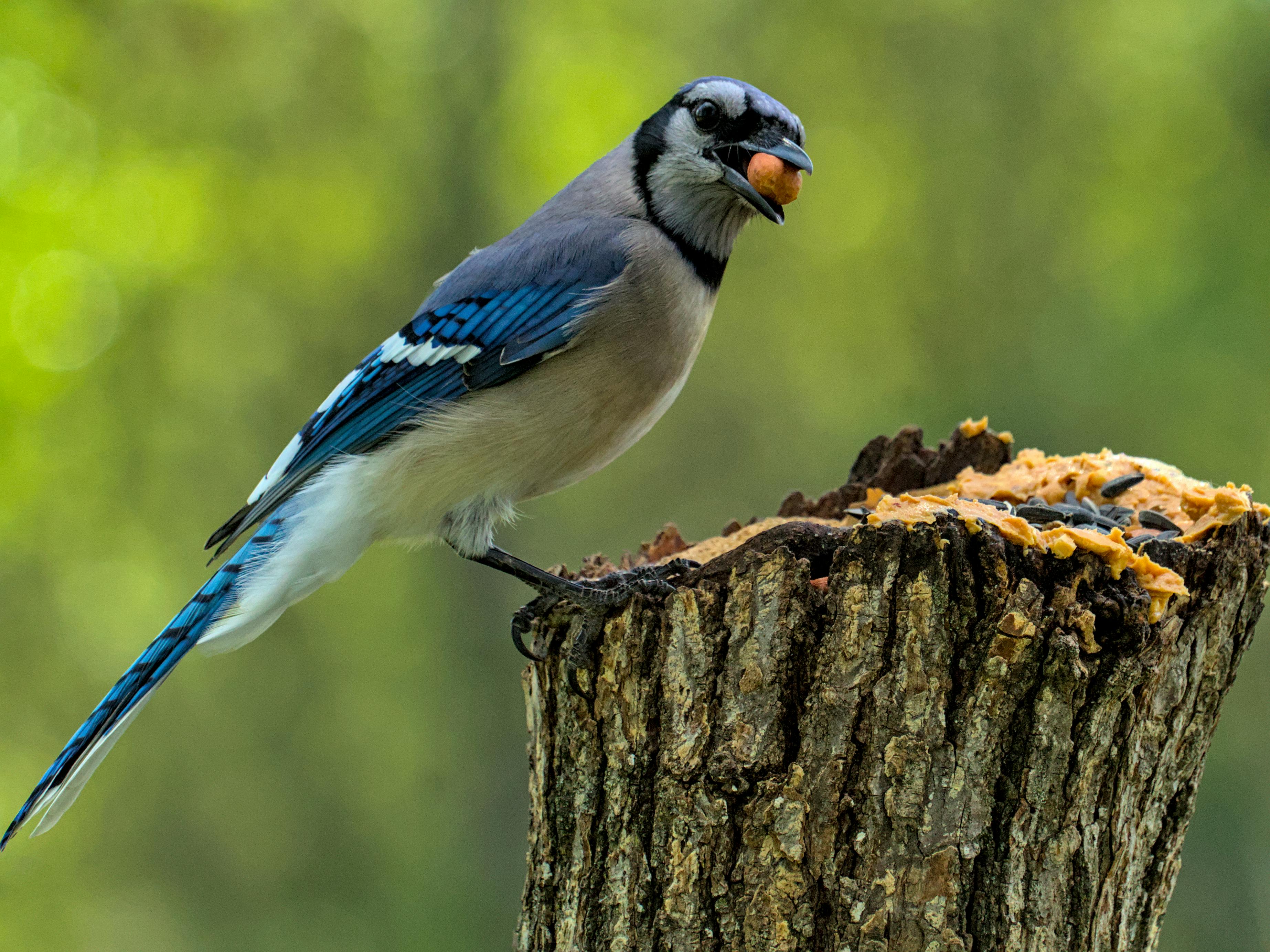 Blue Jay with Nut · Free Stock Photo