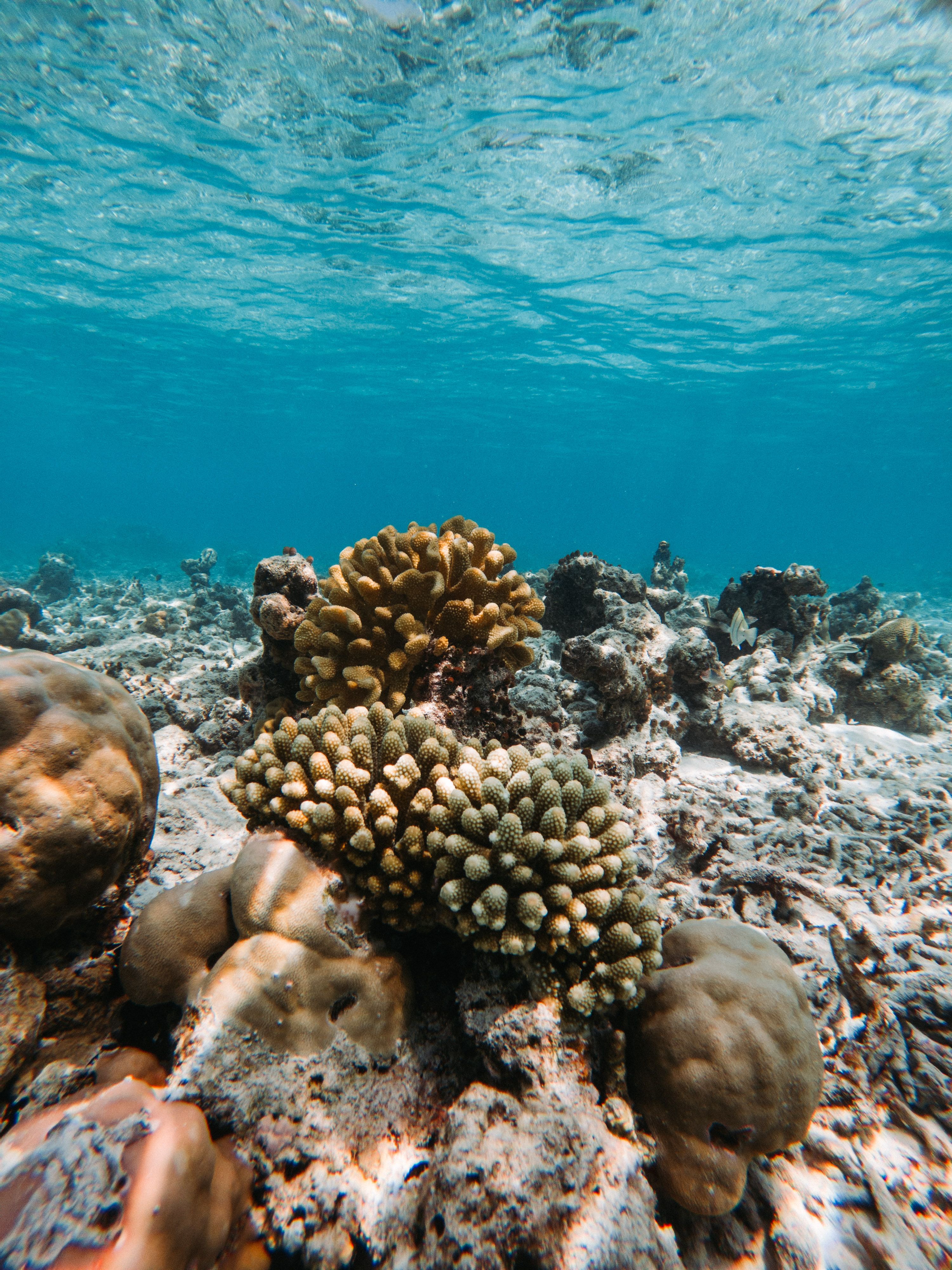 View of Coral Reef Underwater · Free Stock Photo