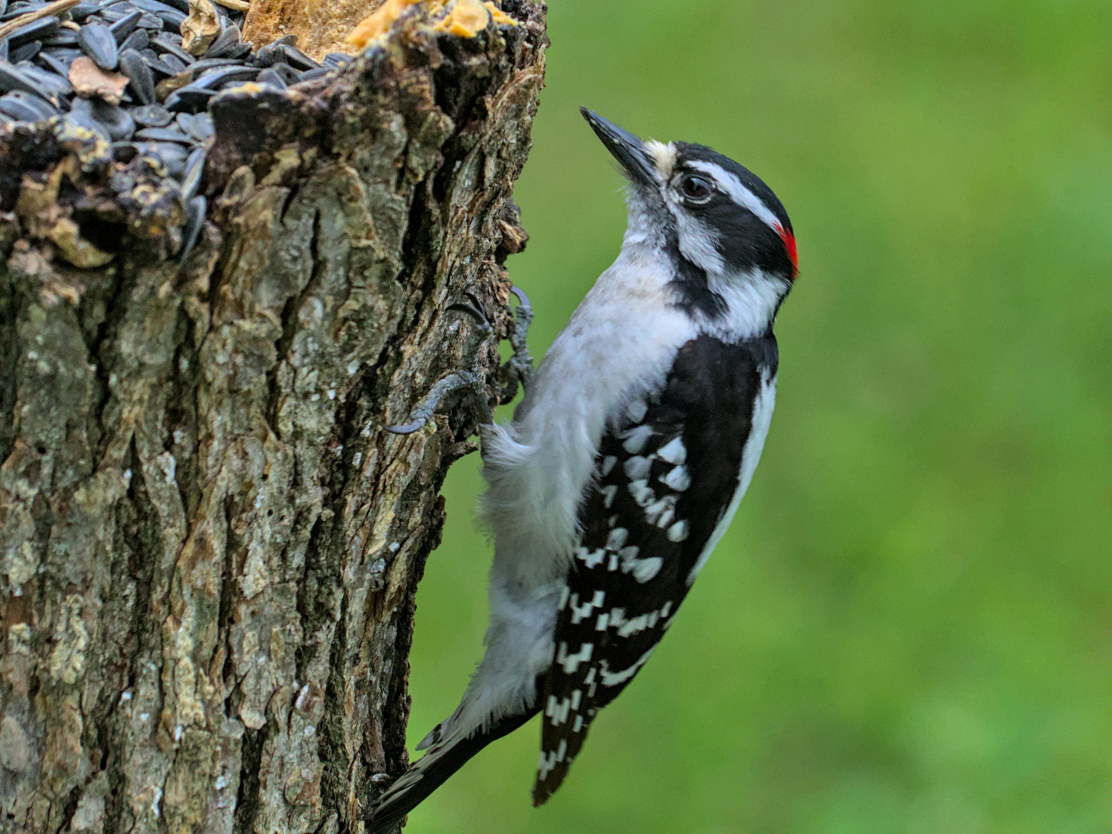 Woodpecker on a Tree · Free Stock Photo