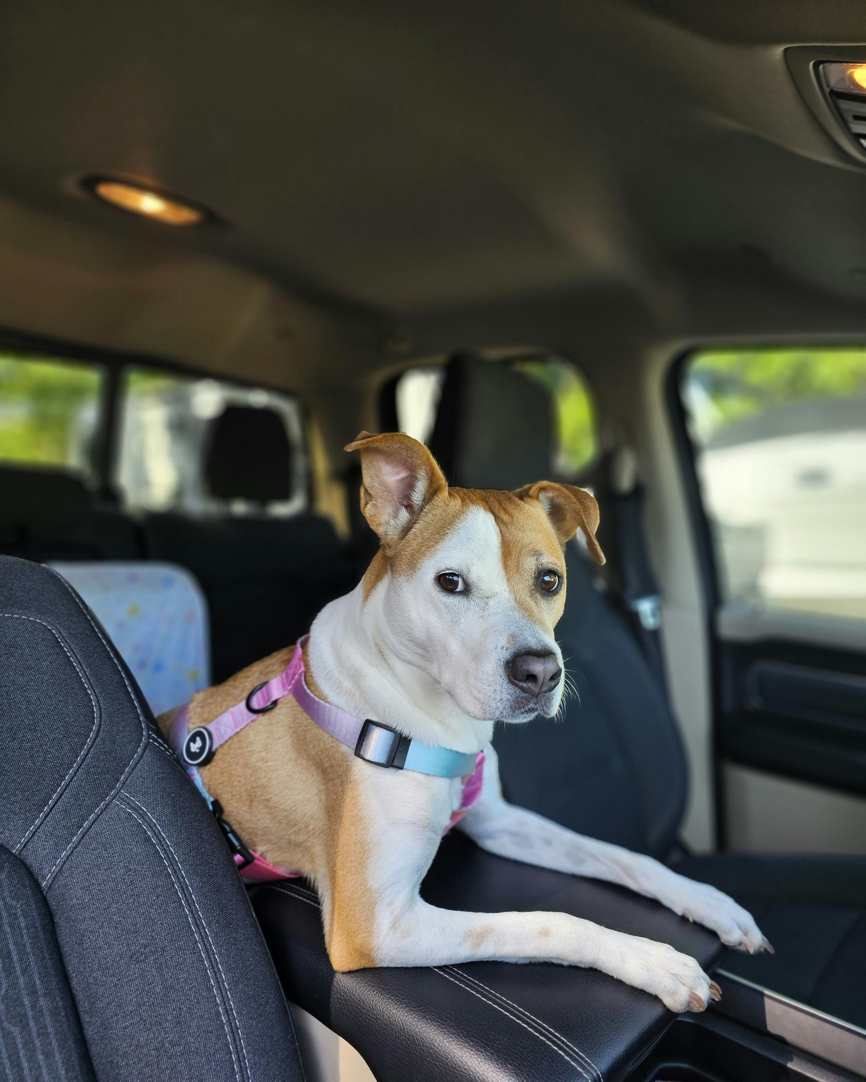 A Cute Dog in a Car · Free Stock Photo
