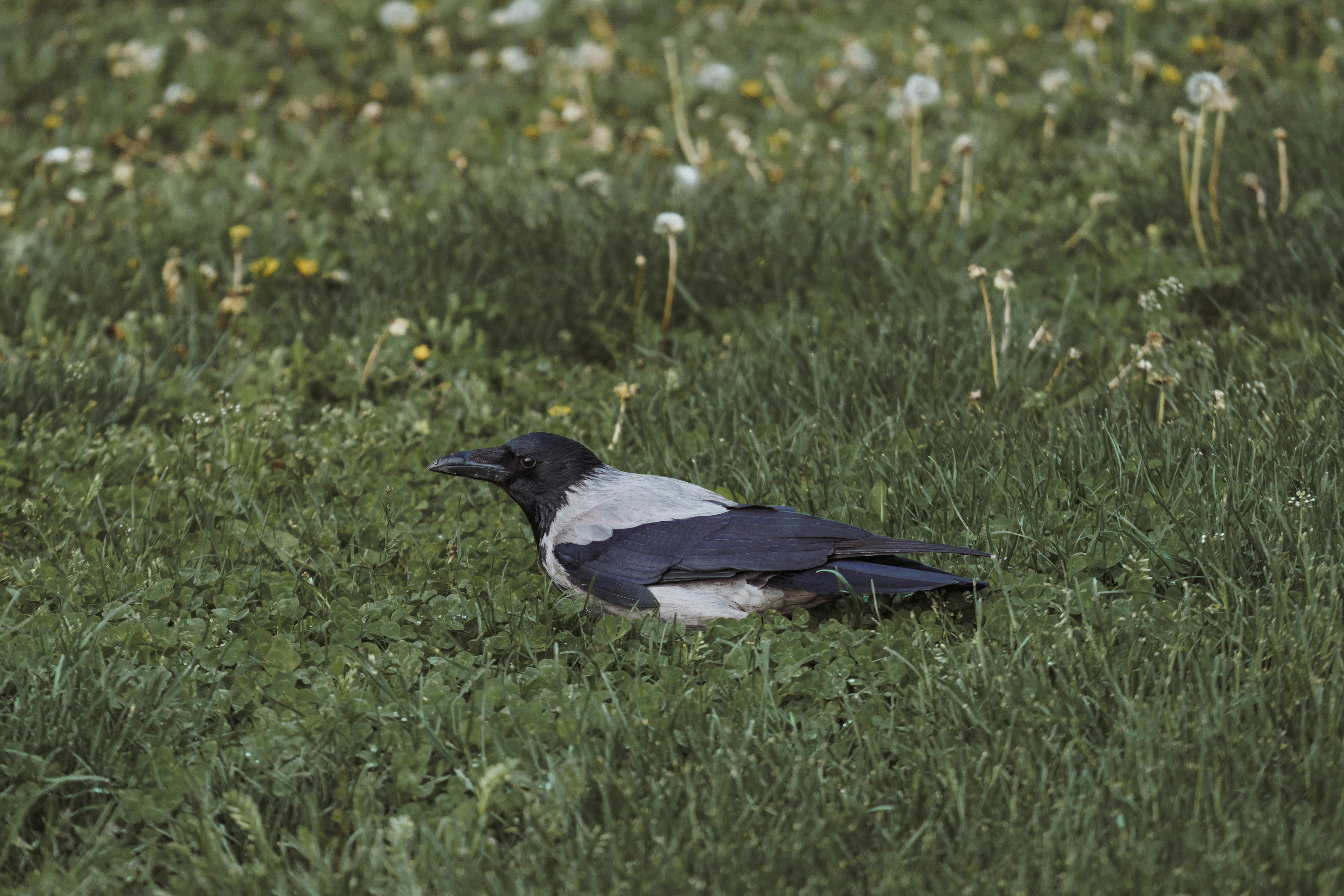 Grayscale Photo of a Crow · Free Stock Photo