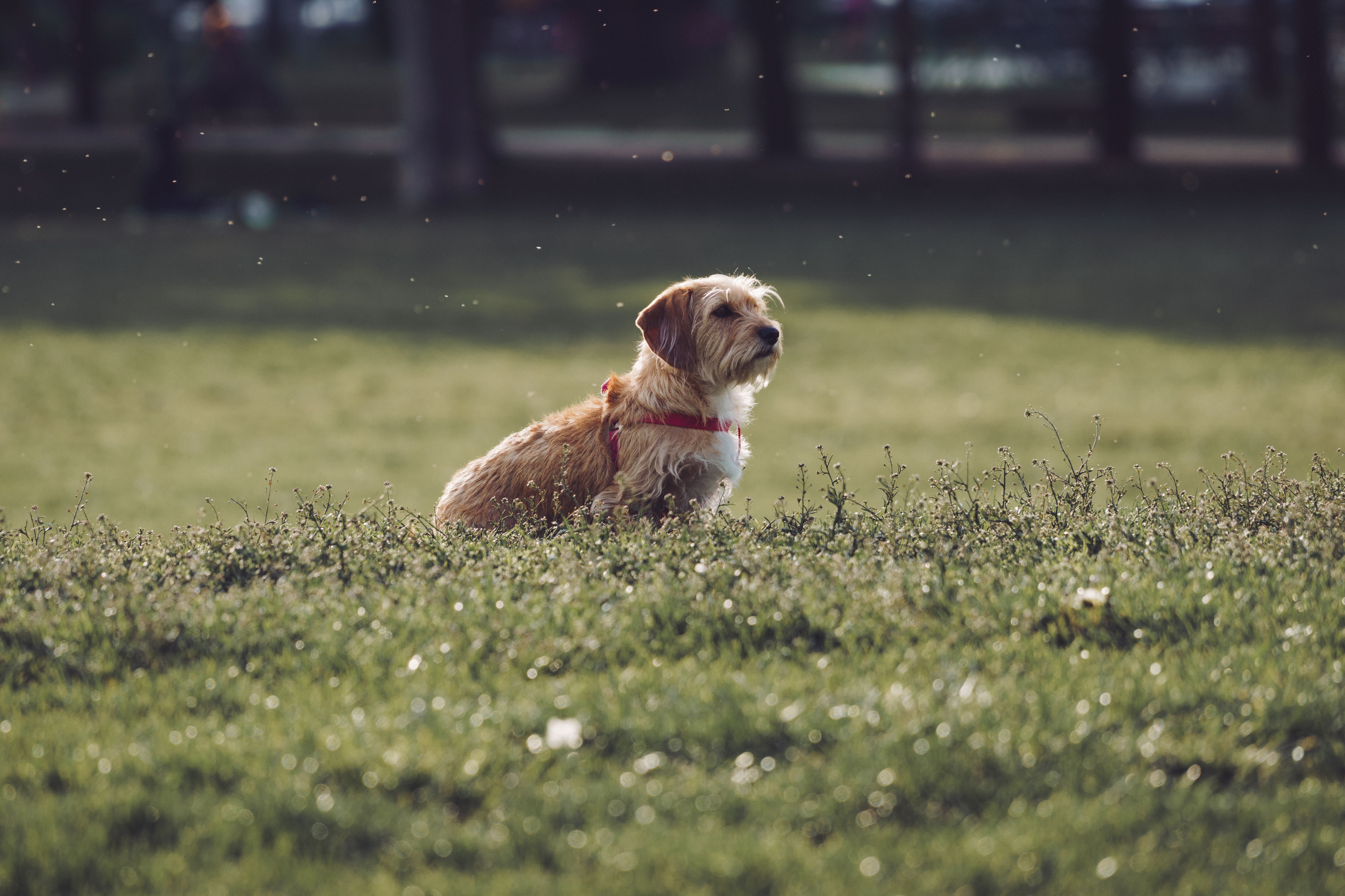 Woman Walking Dog in Park · Free Stock Photo