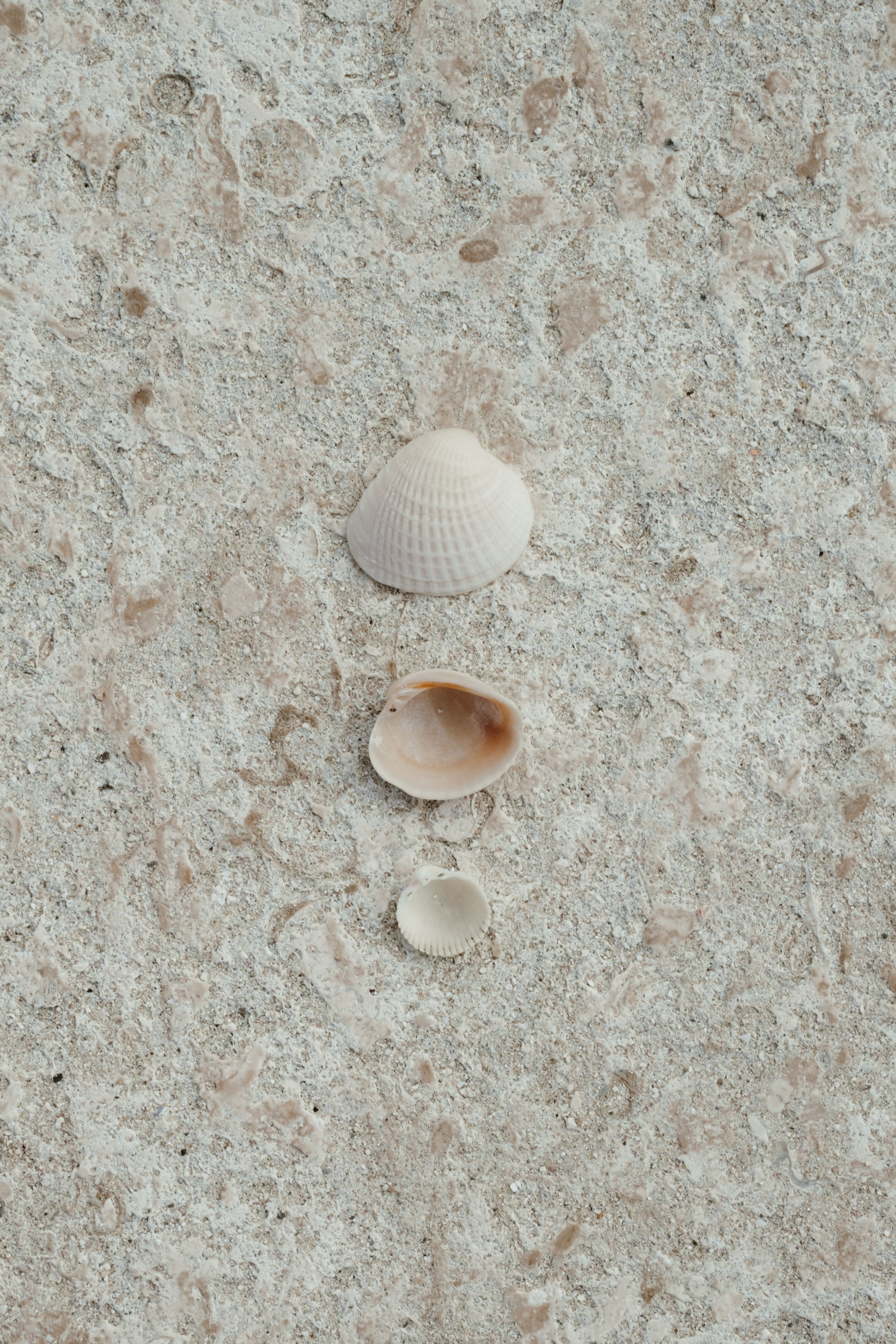 Seashells on a Stone · Free Stock Photo