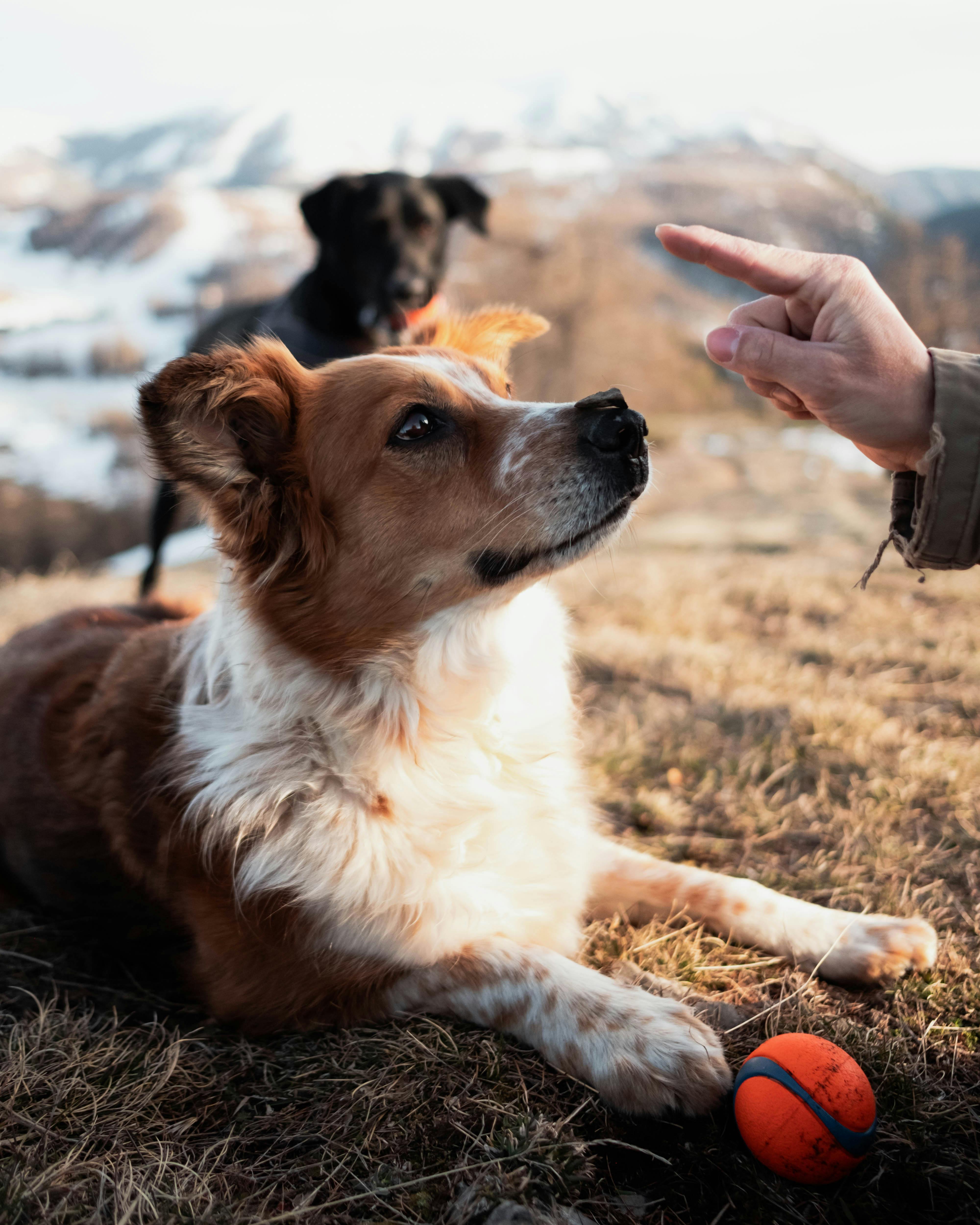 Bask Ball Photos, Download The BEST Free Bask Ball Stock Photos & HD Images