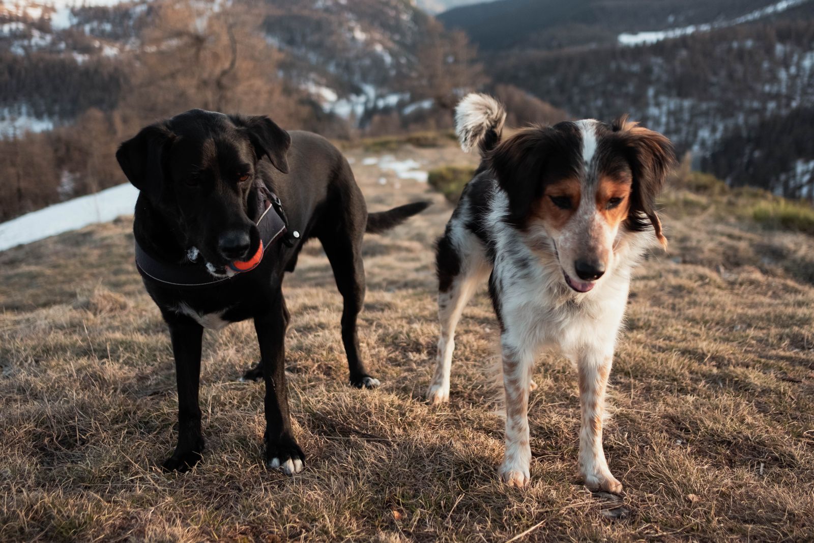 8k Wallpaper Dogs Photos, Download The BEST Free 8k Wallpaper Dogs ...