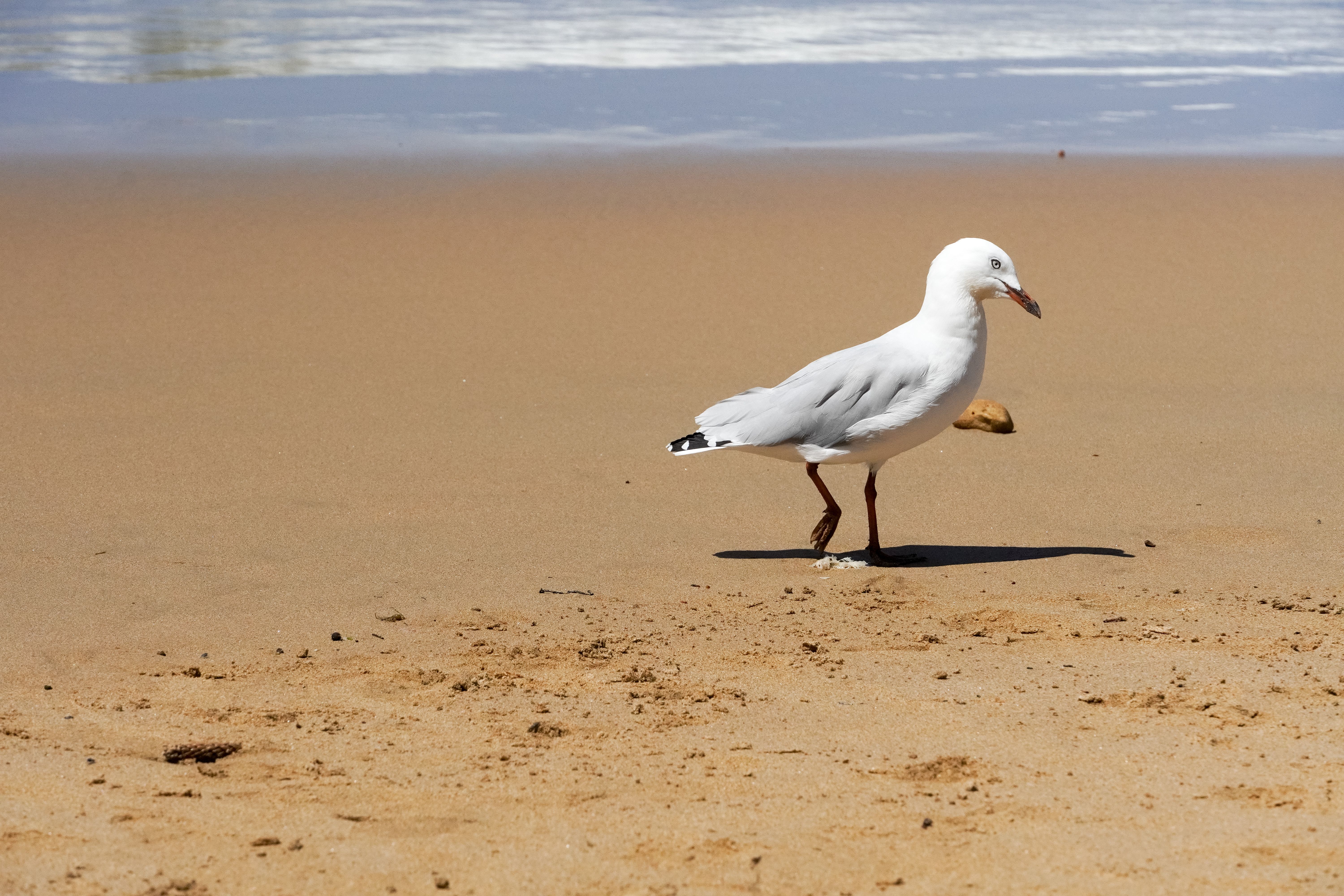 Seagull on a Beach · Free Stock Photo